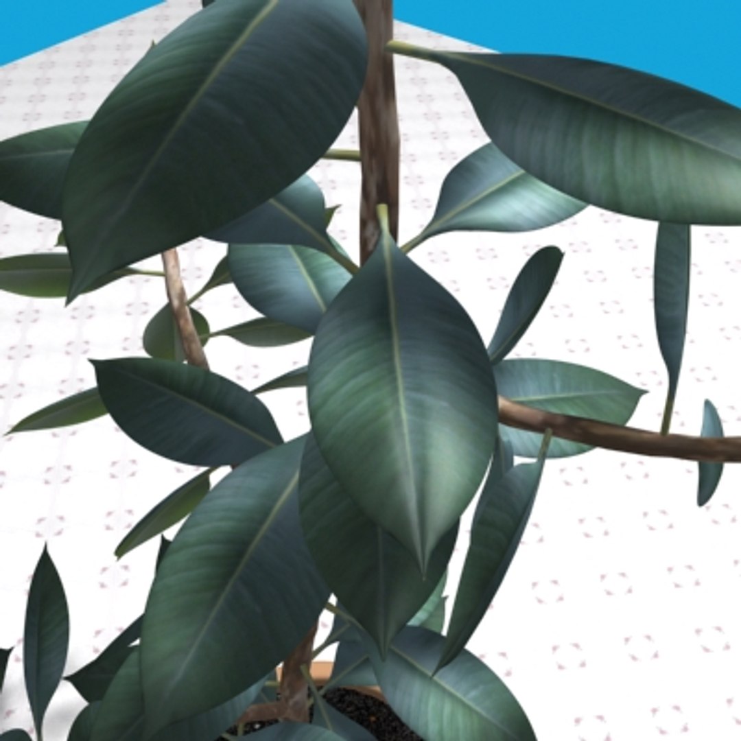 3ds Max Photorealistic Rubber Tree Plant