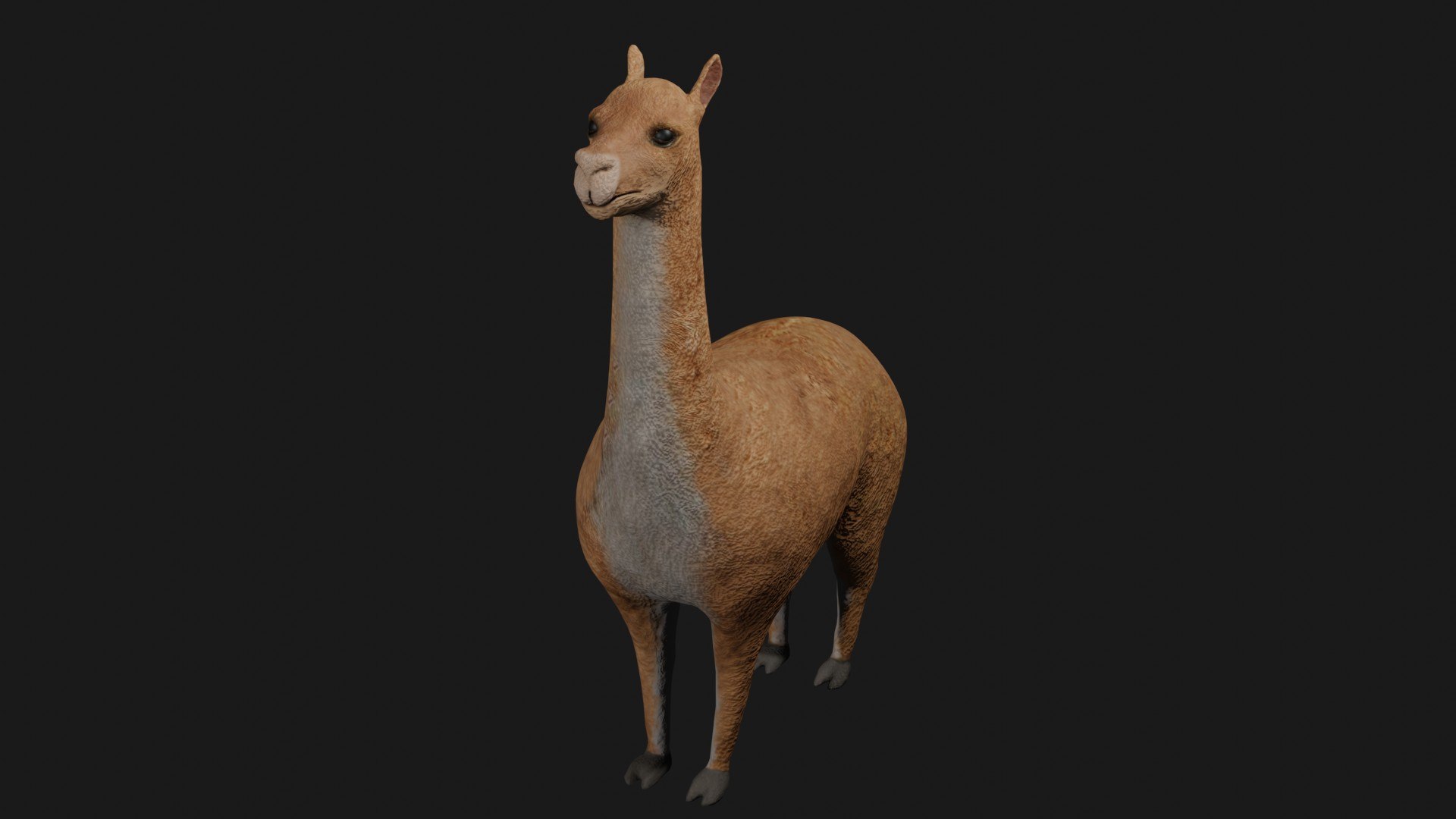 Llama Rigged 3D Model - TurboSquid 1662456