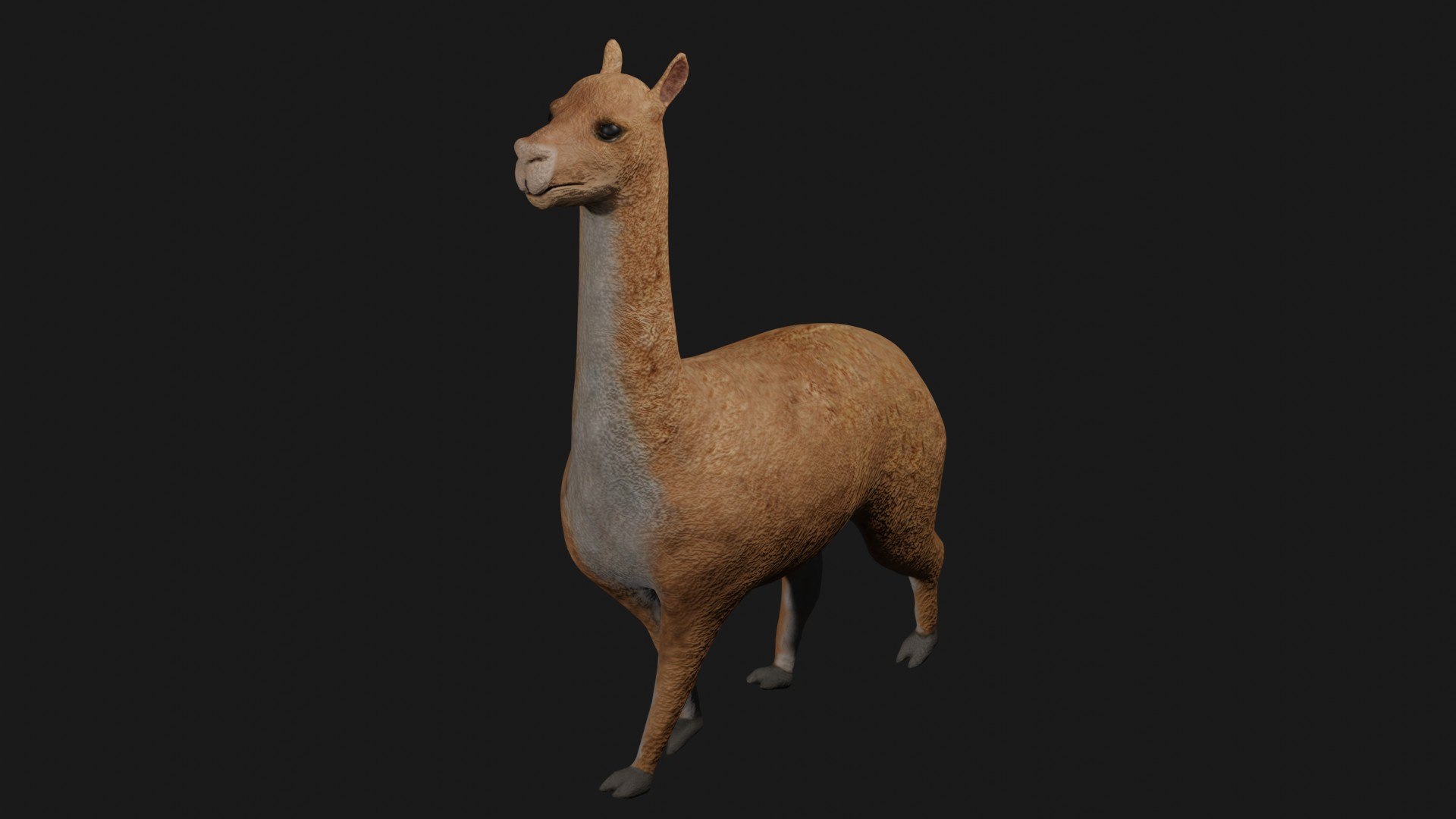 Llama Rigged 3D Model - TurboSquid 1662456