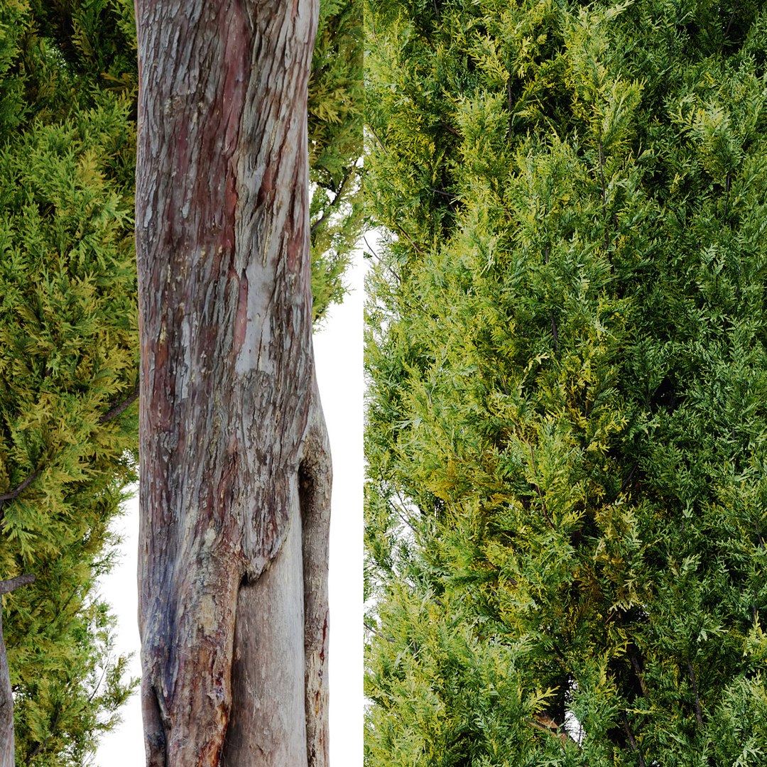 Italian cypress 2 3D model - TurboSquid 1947864