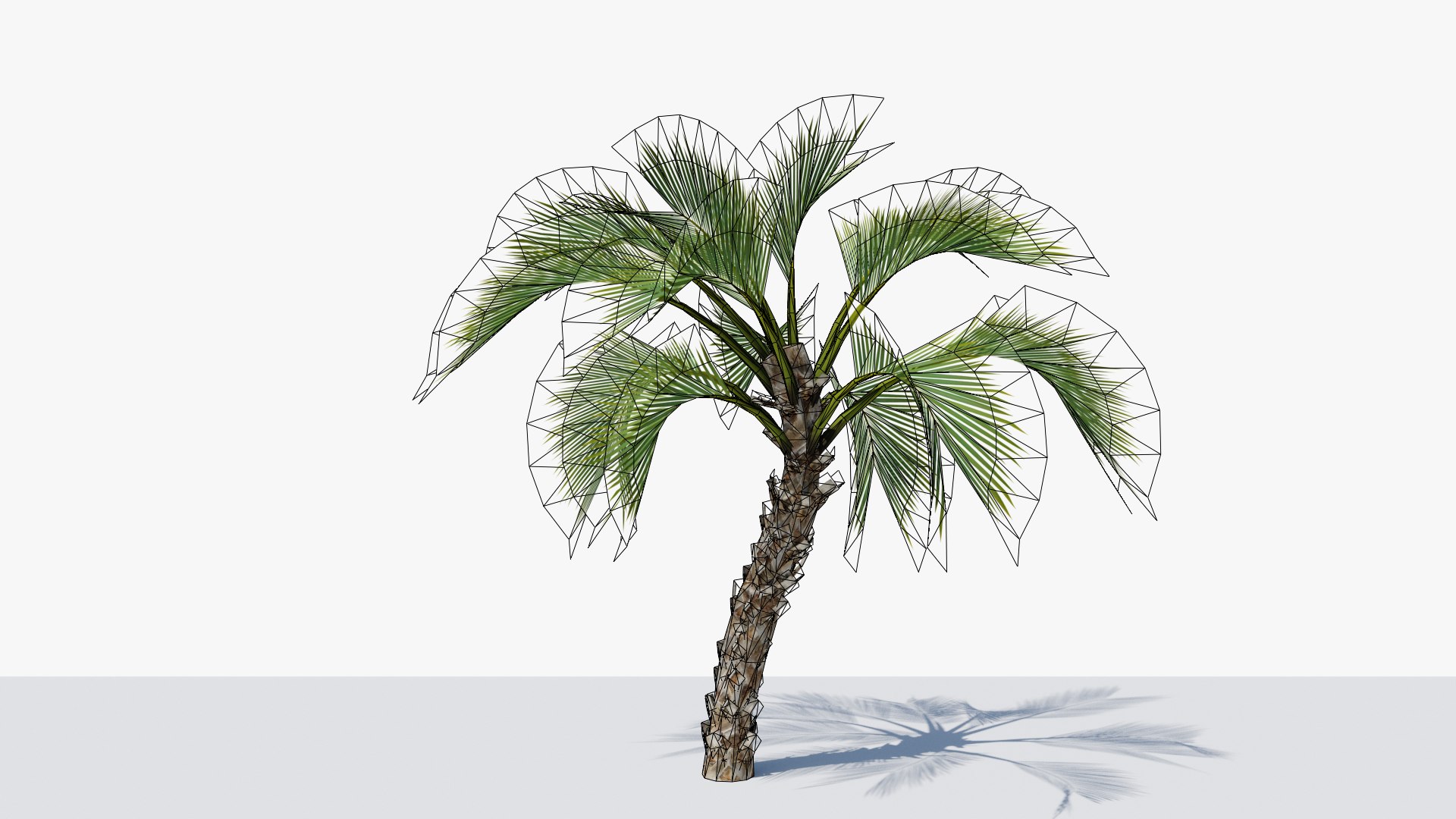 3D Lowpoly Howea Forsteriana Curly Palm Model - TurboSquid 2041410