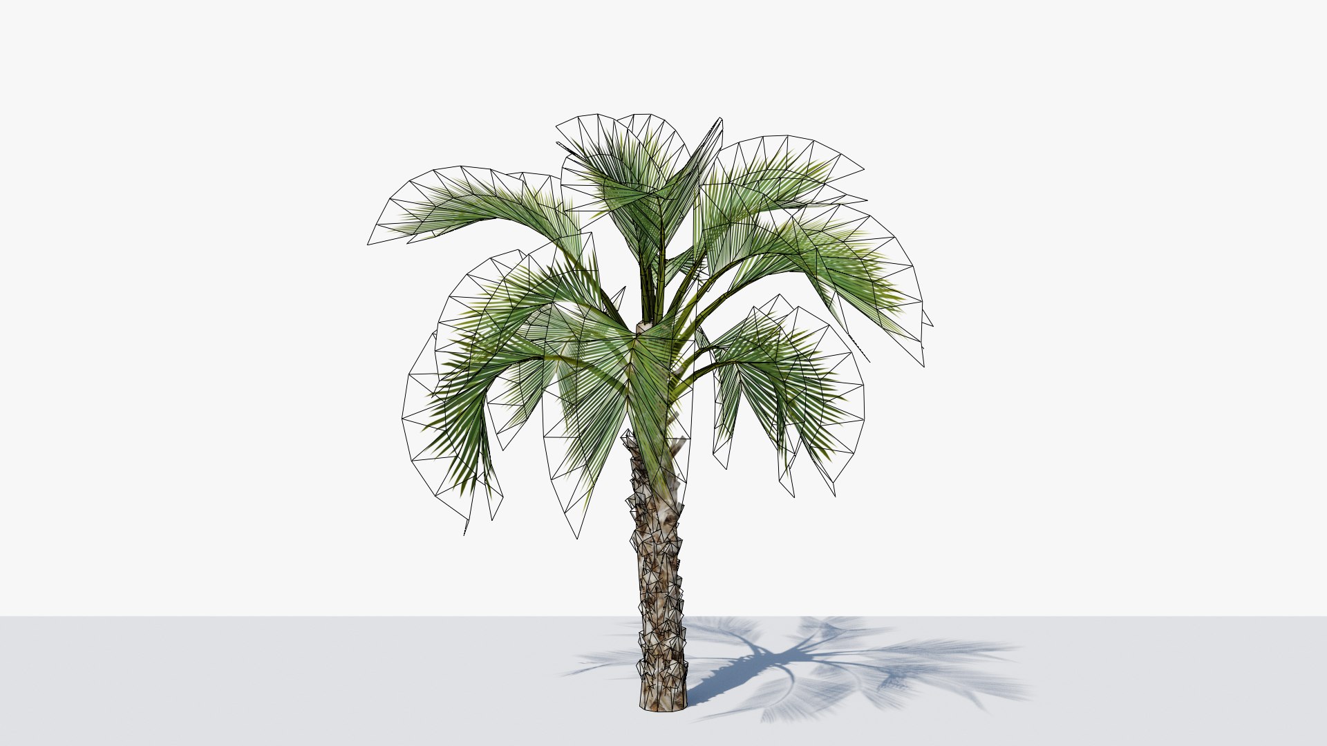 3D Lowpoly Howea Forsteriana Curly Palm Model - TurboSquid 2041410