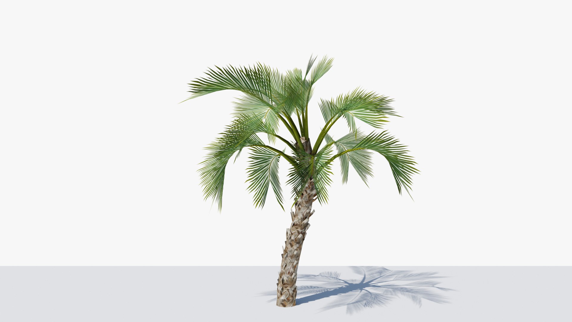 3D Lowpoly Howea Forsteriana Curly Palm Model - TurboSquid 2041410