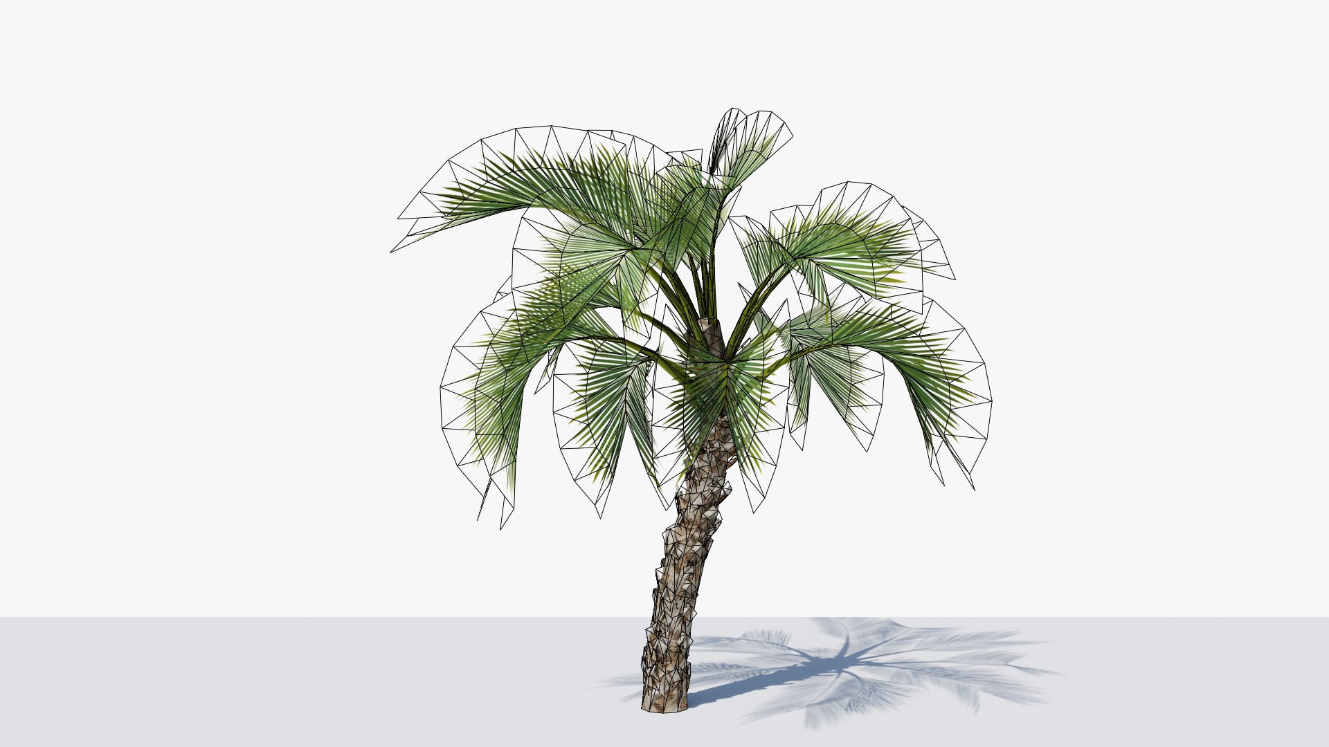3D Lowpoly Howea Forsteriana Curly Palm Model - TurboSquid 2041410