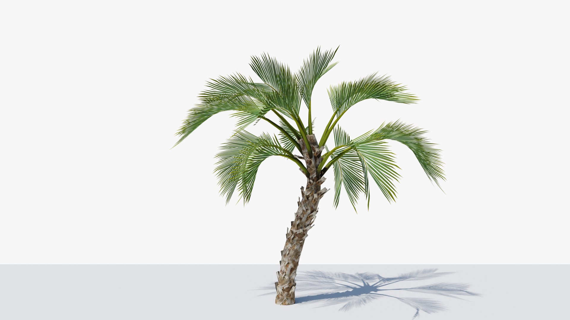 3D Lowpoly Howea Forsteriana Curly Palm Model - TurboSquid 2041410