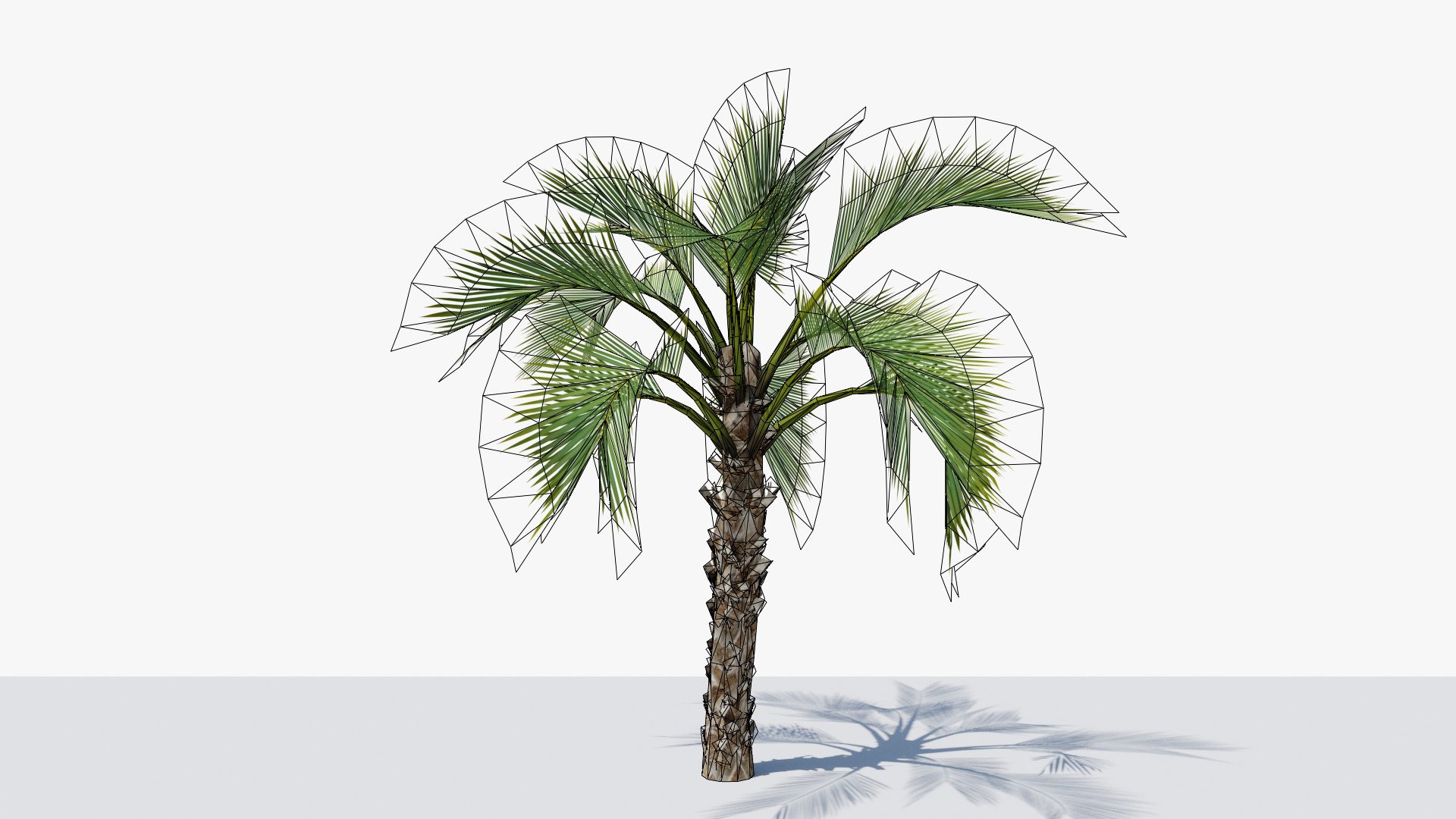 3D Lowpoly Howea Forsteriana Curly Palm Model - TurboSquid 2041410