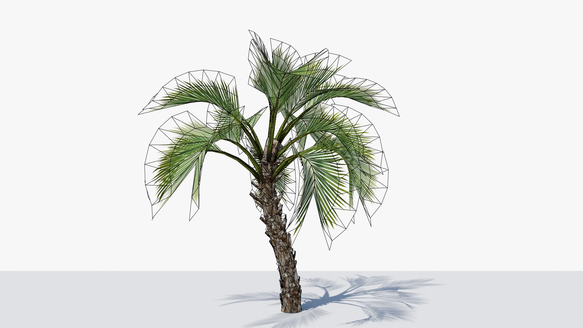 3D Lowpoly Howea Forsteriana Curly Palm Model - TurboSquid 2041410