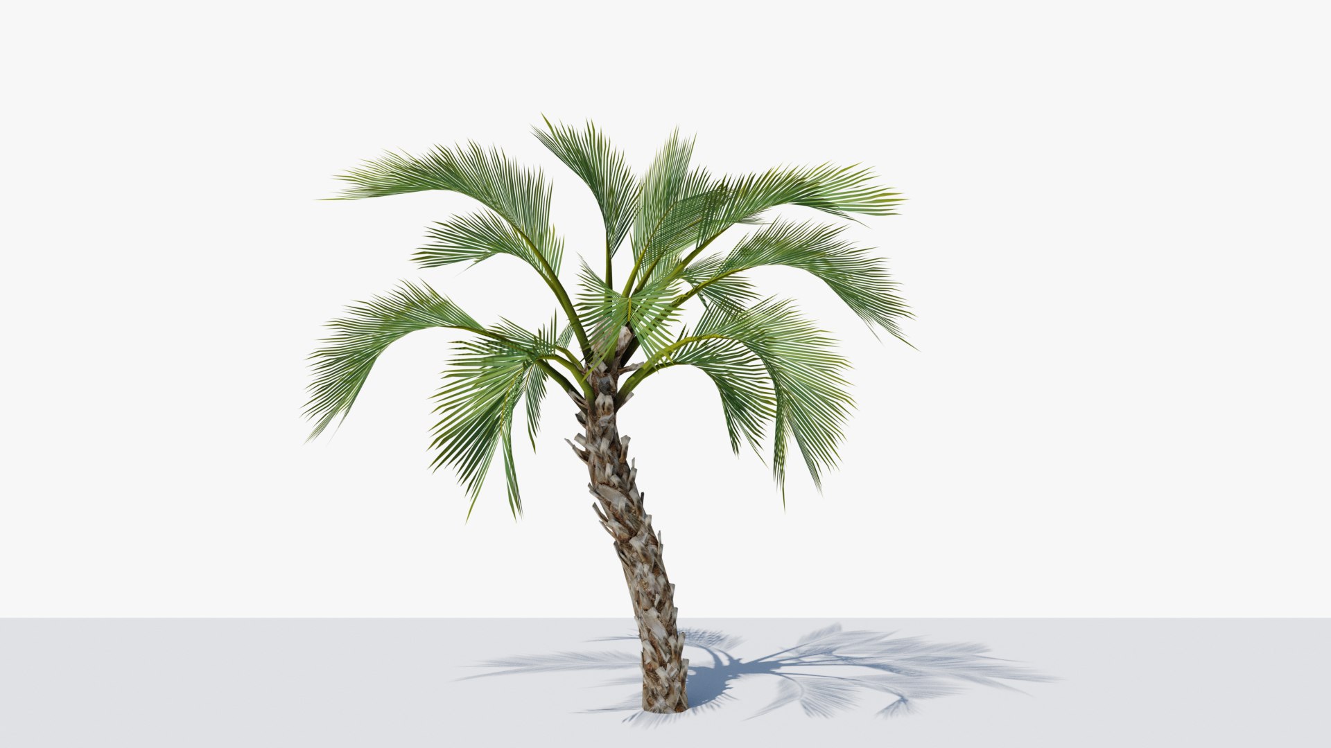 3D Lowpoly Howea Forsteriana Curly Palm Model - TurboSquid 2041410