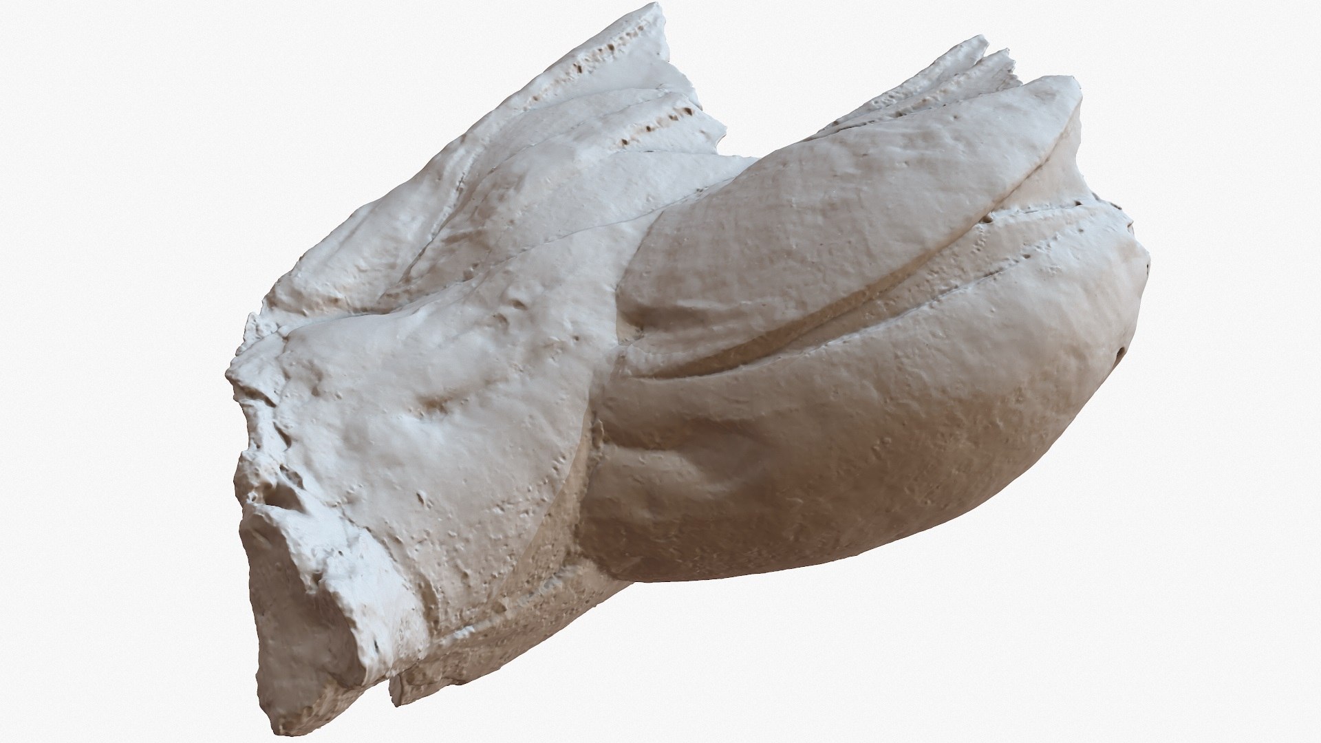 Purple Barnacle Sea Shell 3D Model - TurboSquid 1193860