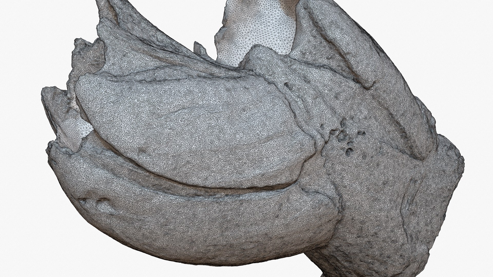 Purple Barnacle Sea Shell 3D Model - TurboSquid 1193860