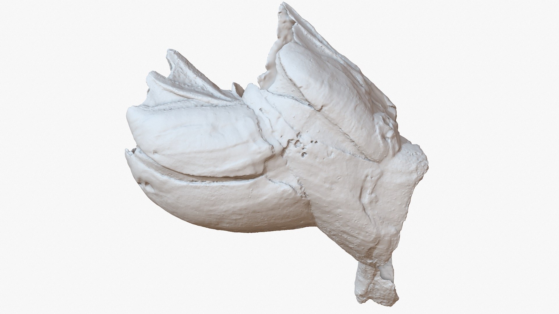 Purple Barnacle Sea Shell 3D Model - TurboSquid 1193860