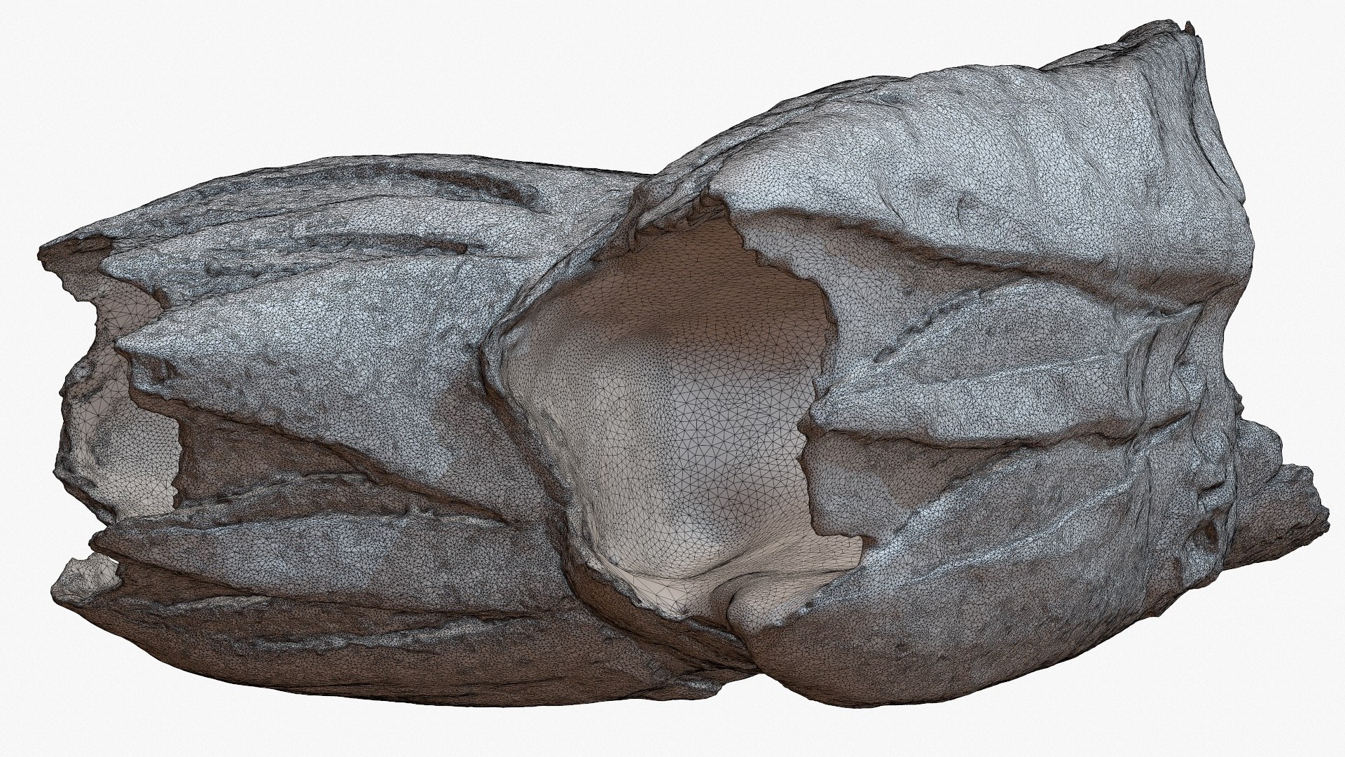 Purple Barnacle Sea Shell 3D Model - TurboSquid 1193860