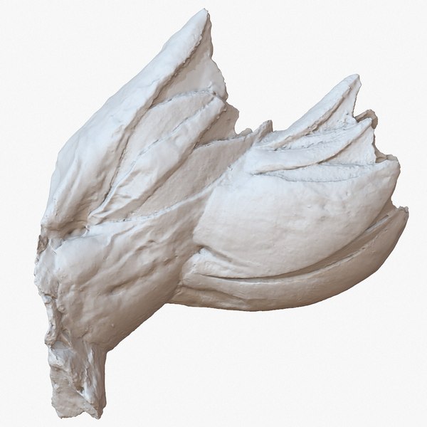 Purple barnacle sea shell 3D model - TurboSquid 1193860
