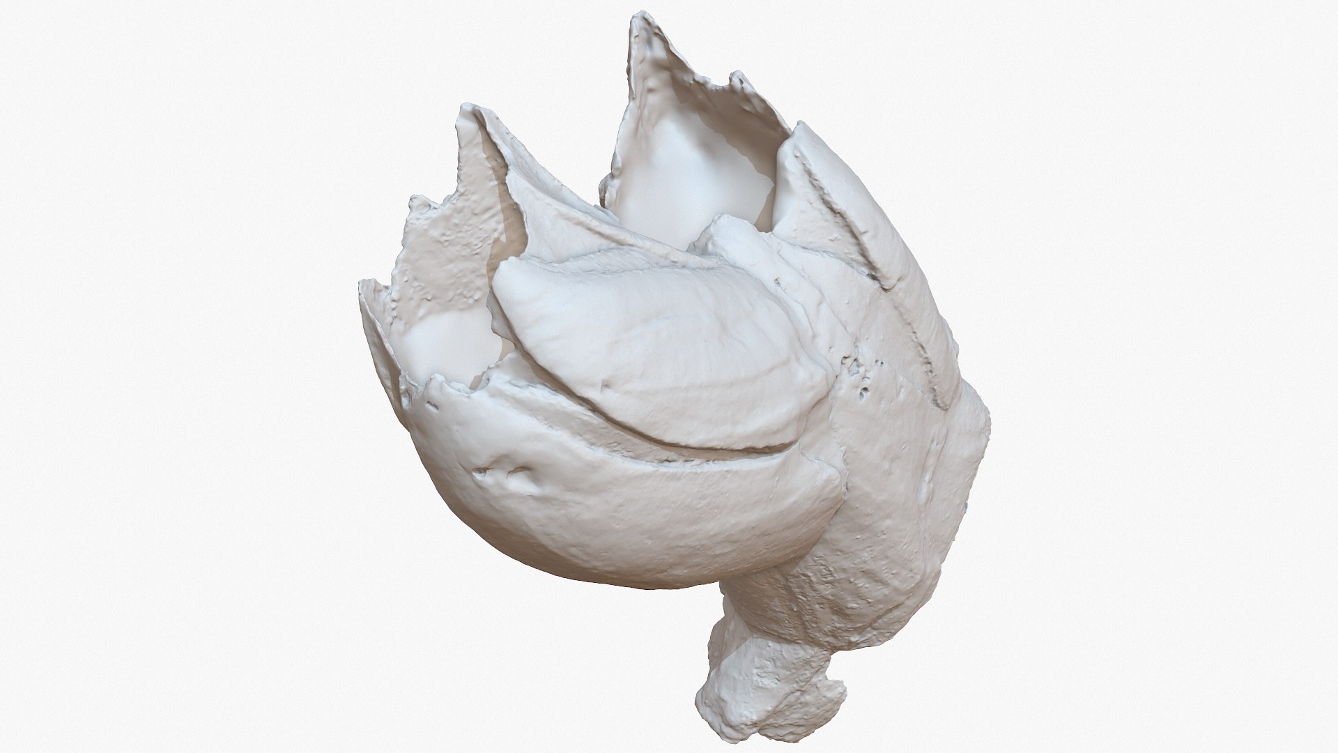 Purple Barnacle Sea Shell 3D Model - TurboSquid 1193860