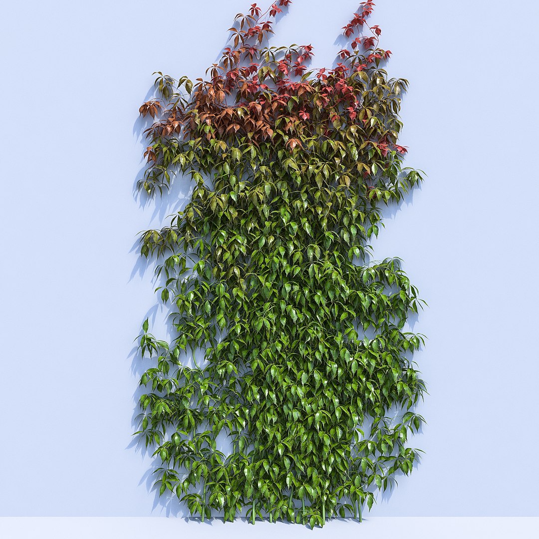3d model set 2 ivy
