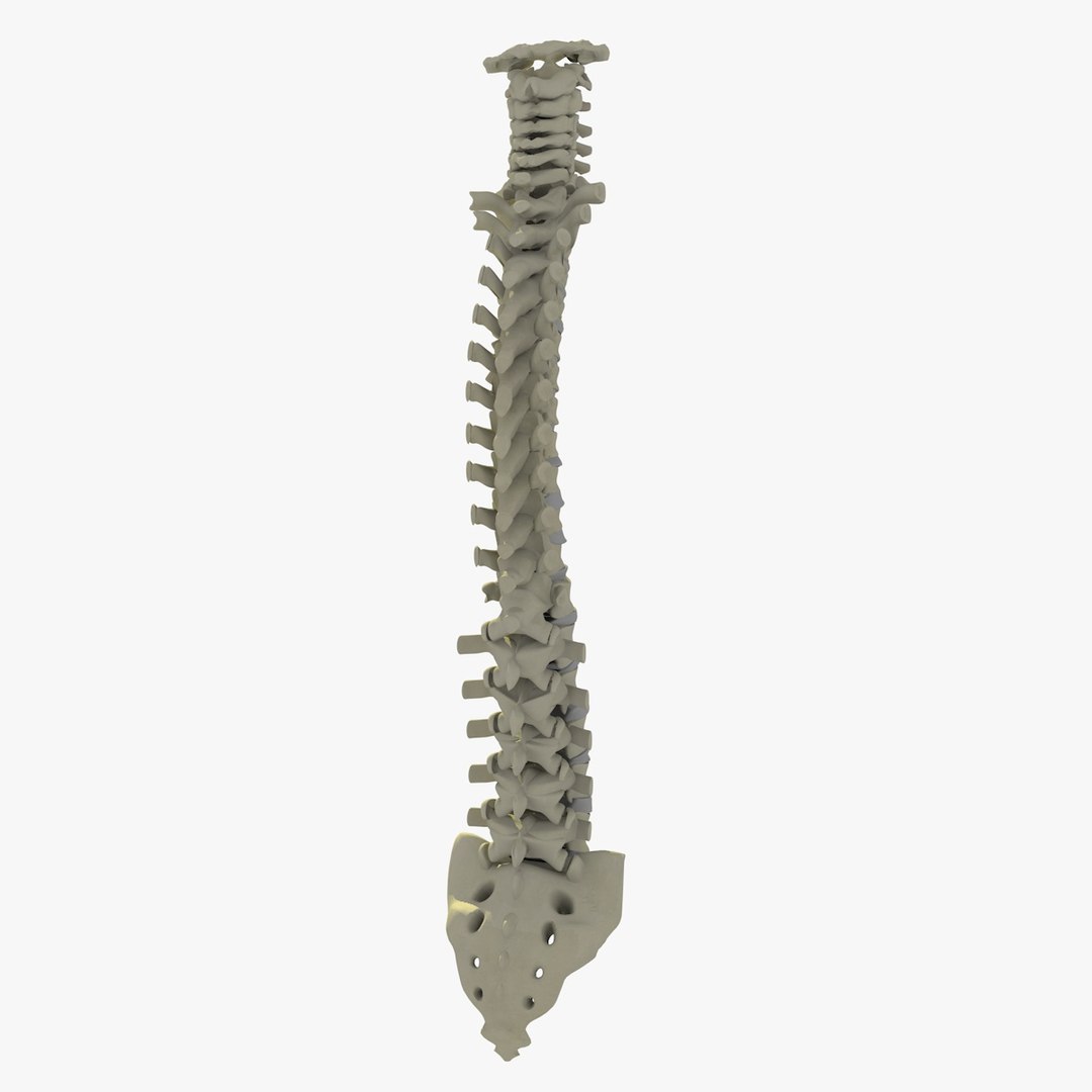 Vertebrae Anatomy Human 3d 3ds