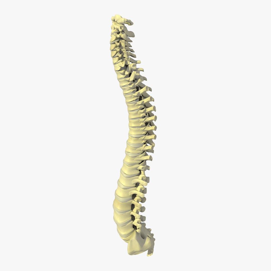 Vertebrae Anatomy Human 3d 3ds