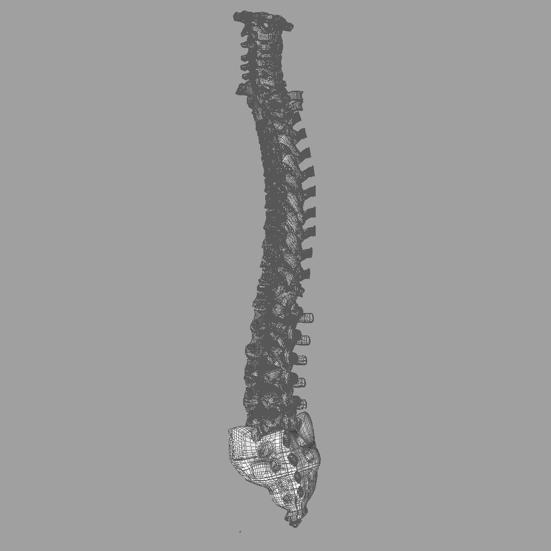 Vertebrae Anatomy Human 3d 3ds