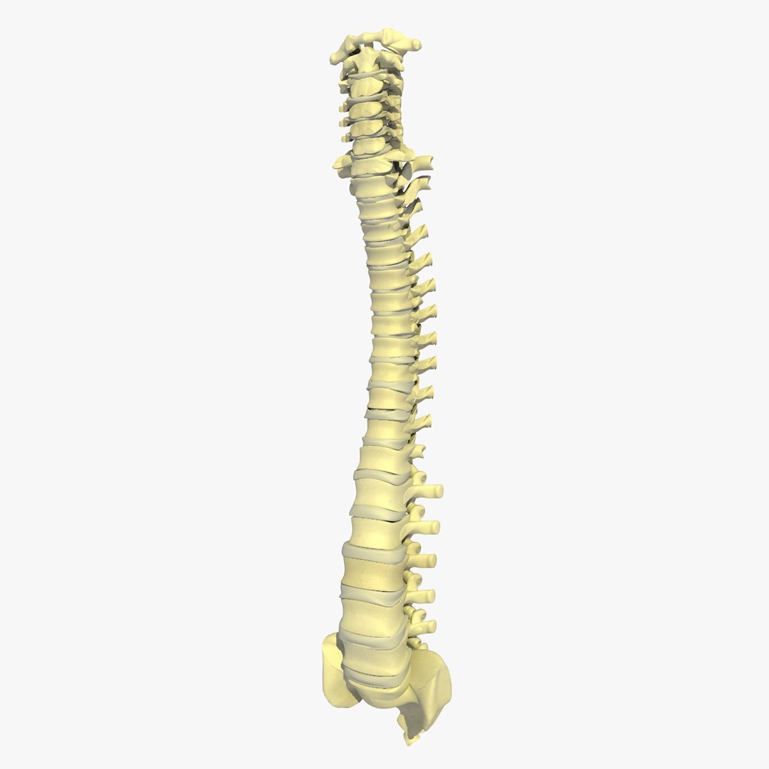 Vertebrae Anatomy Human 3d 3ds