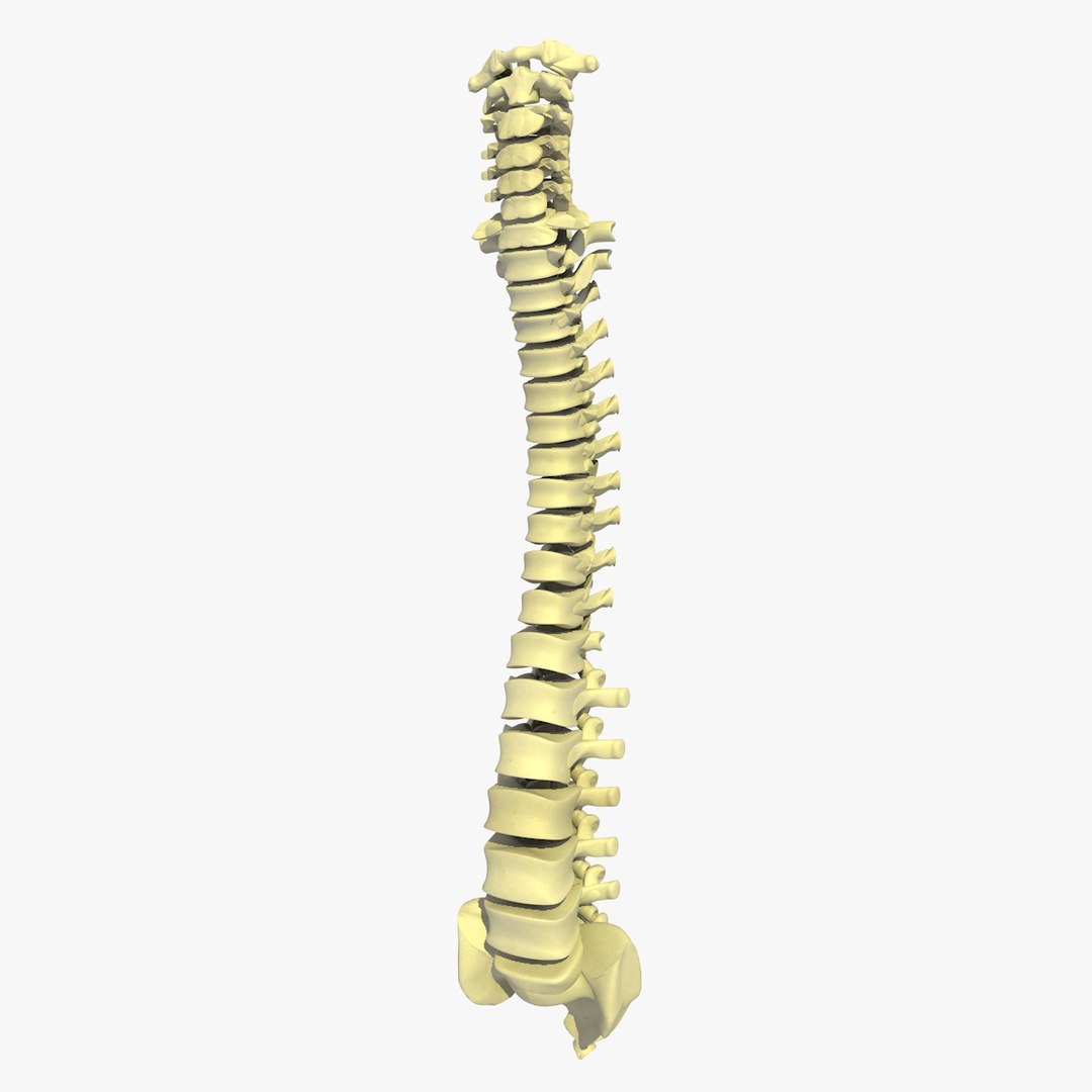 Vertebrae Anatomy Human 3d 3ds