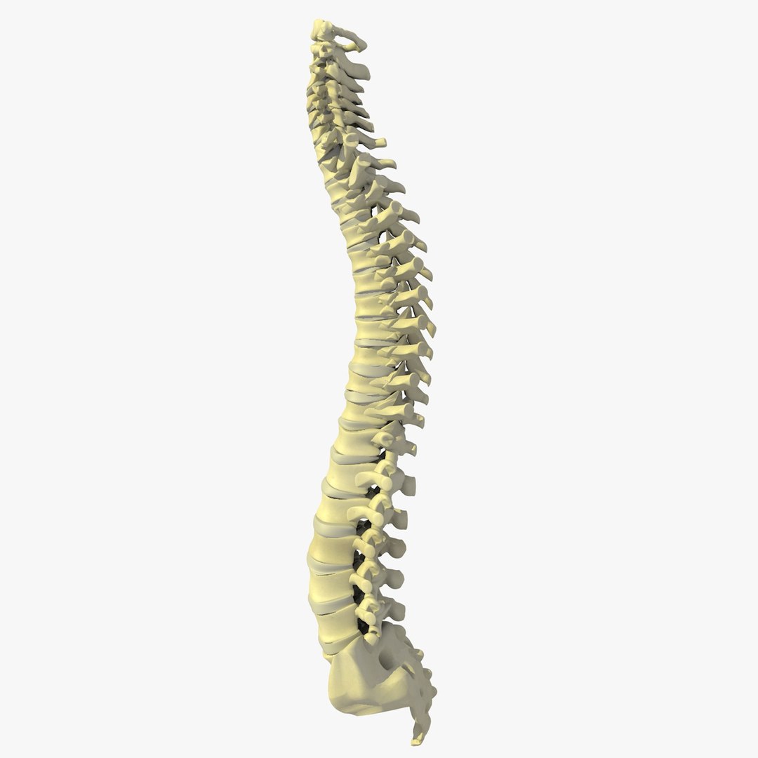 Vertebrae Anatomy Human 3d 3ds