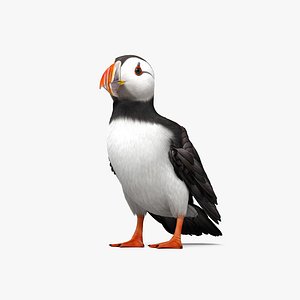 3D Puffin Models | TurboSquid