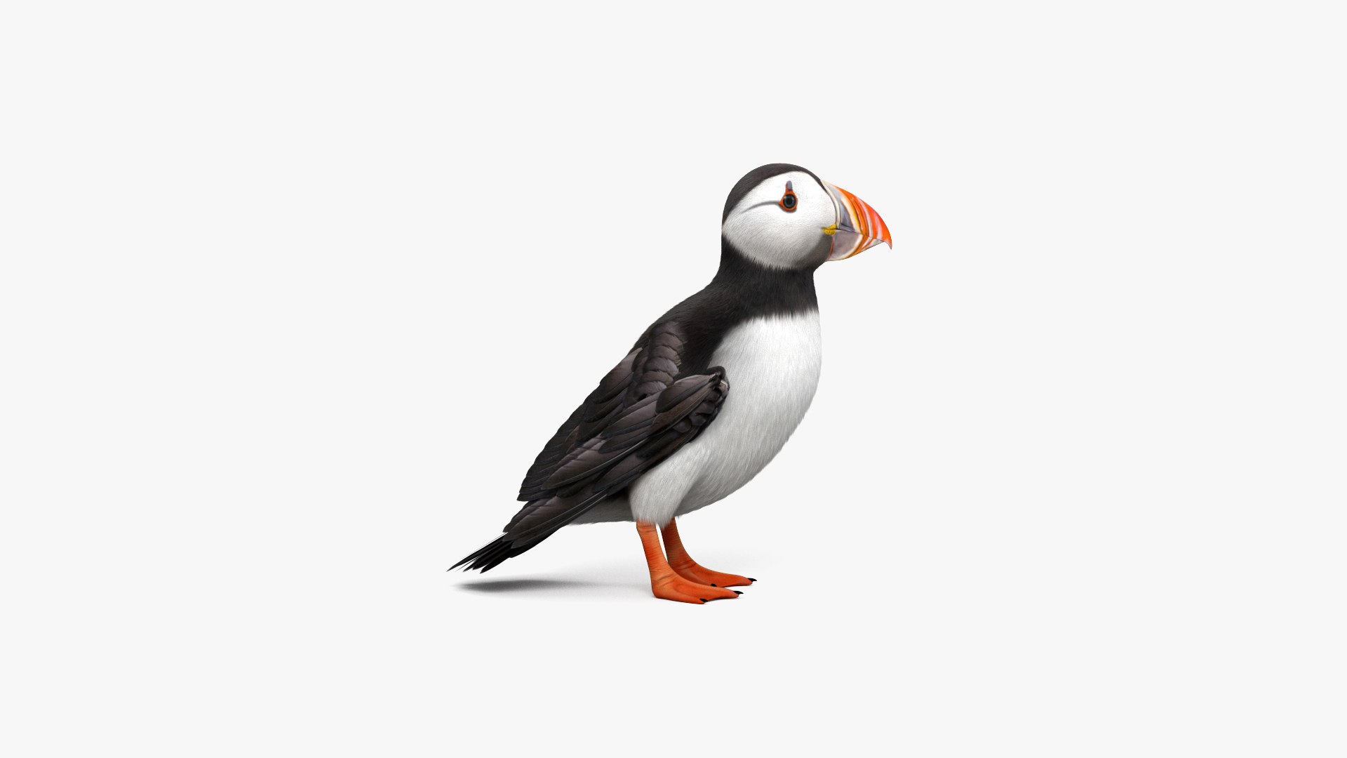 Puffin 3D Model - TurboSquid 2084007