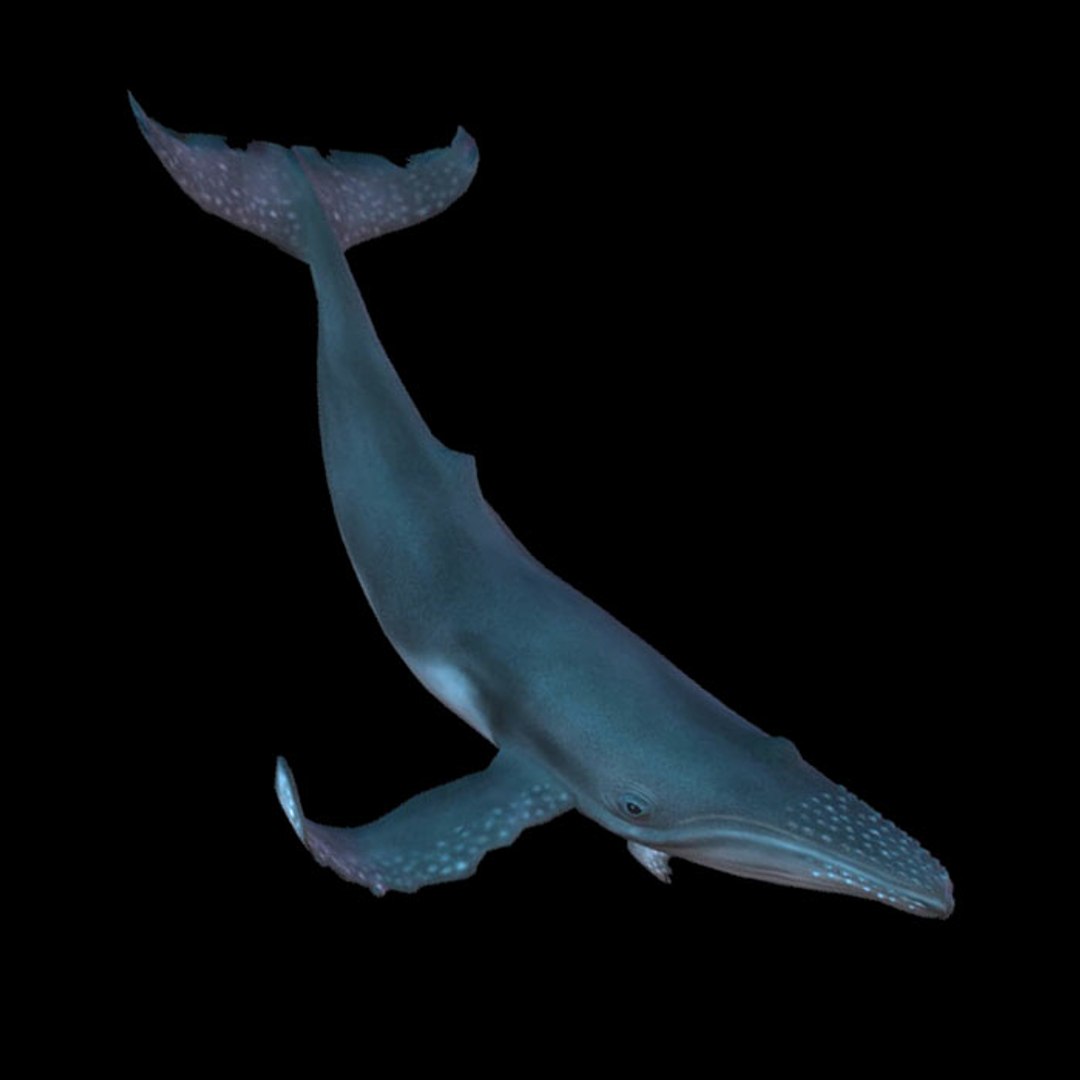 Poser Aquatic Humpback Whale Pzwhale