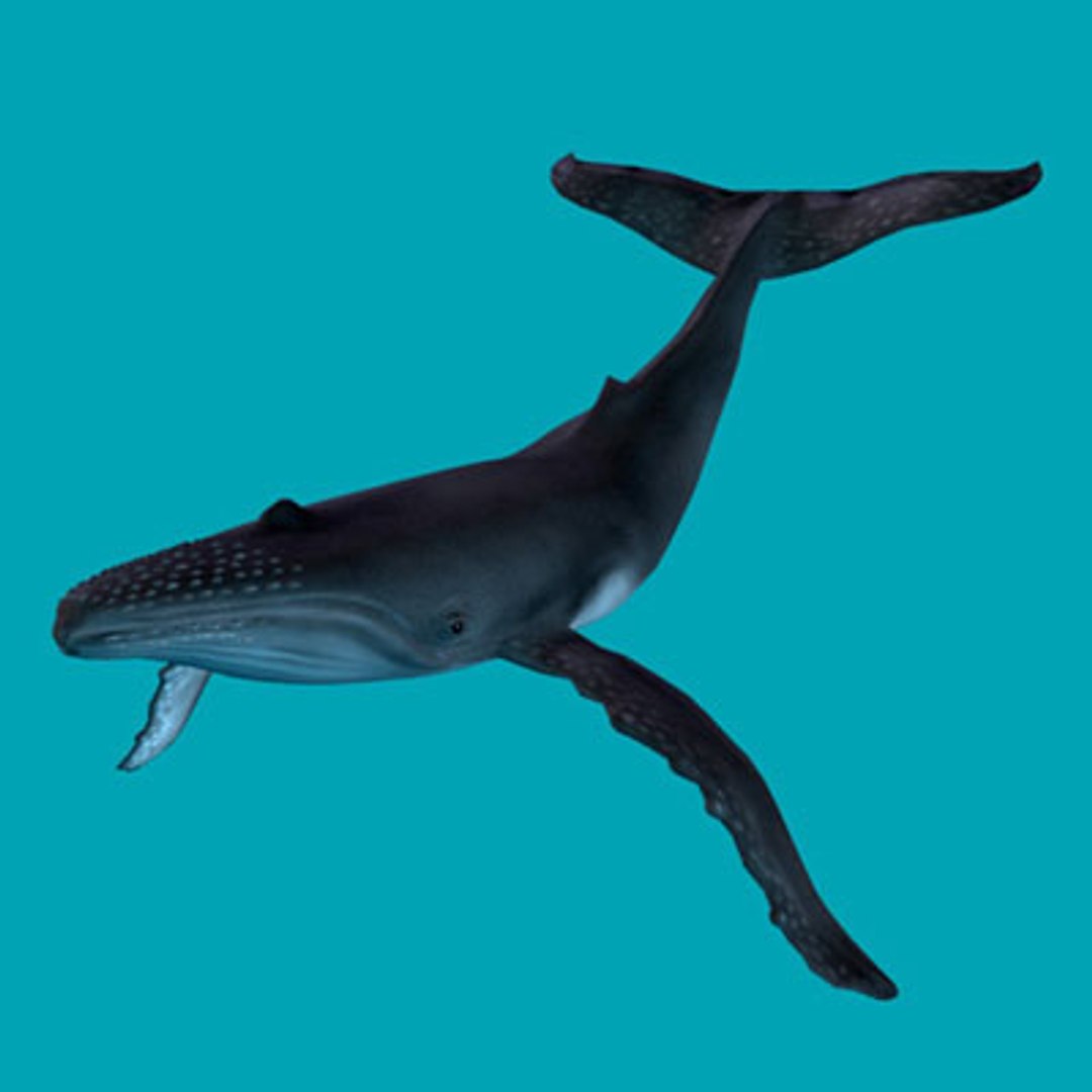 Poser Aquatic Humpback Whale Pzwhale