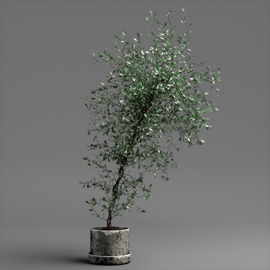 3D Corocia Plant Model - TurboSquid 1376137