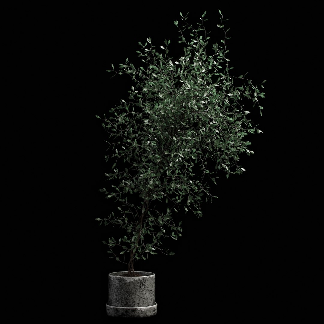 3D Corocia Plant Model - TurboSquid 1376137