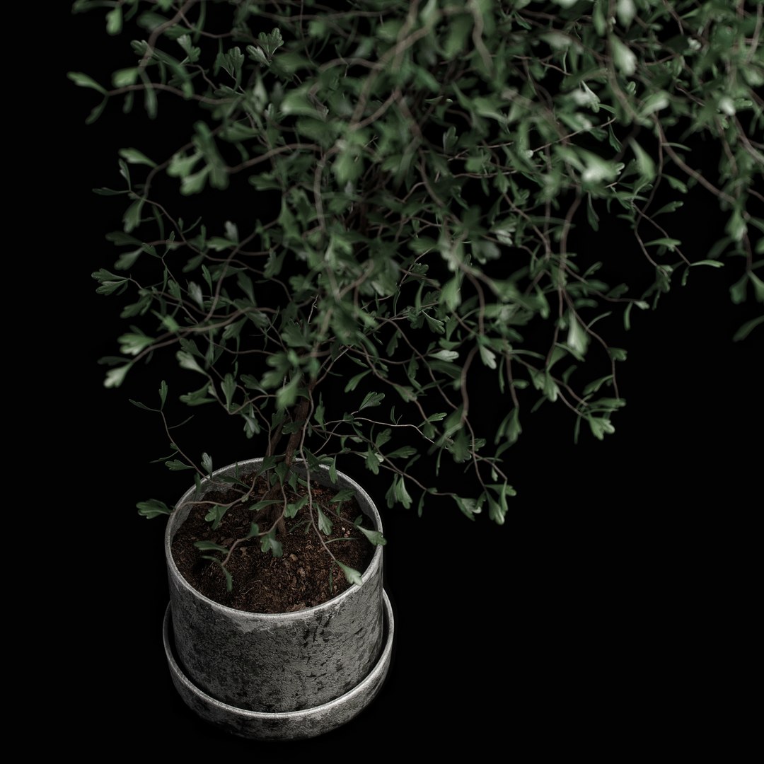 3D Corocia Plant Model - TurboSquid 1376137