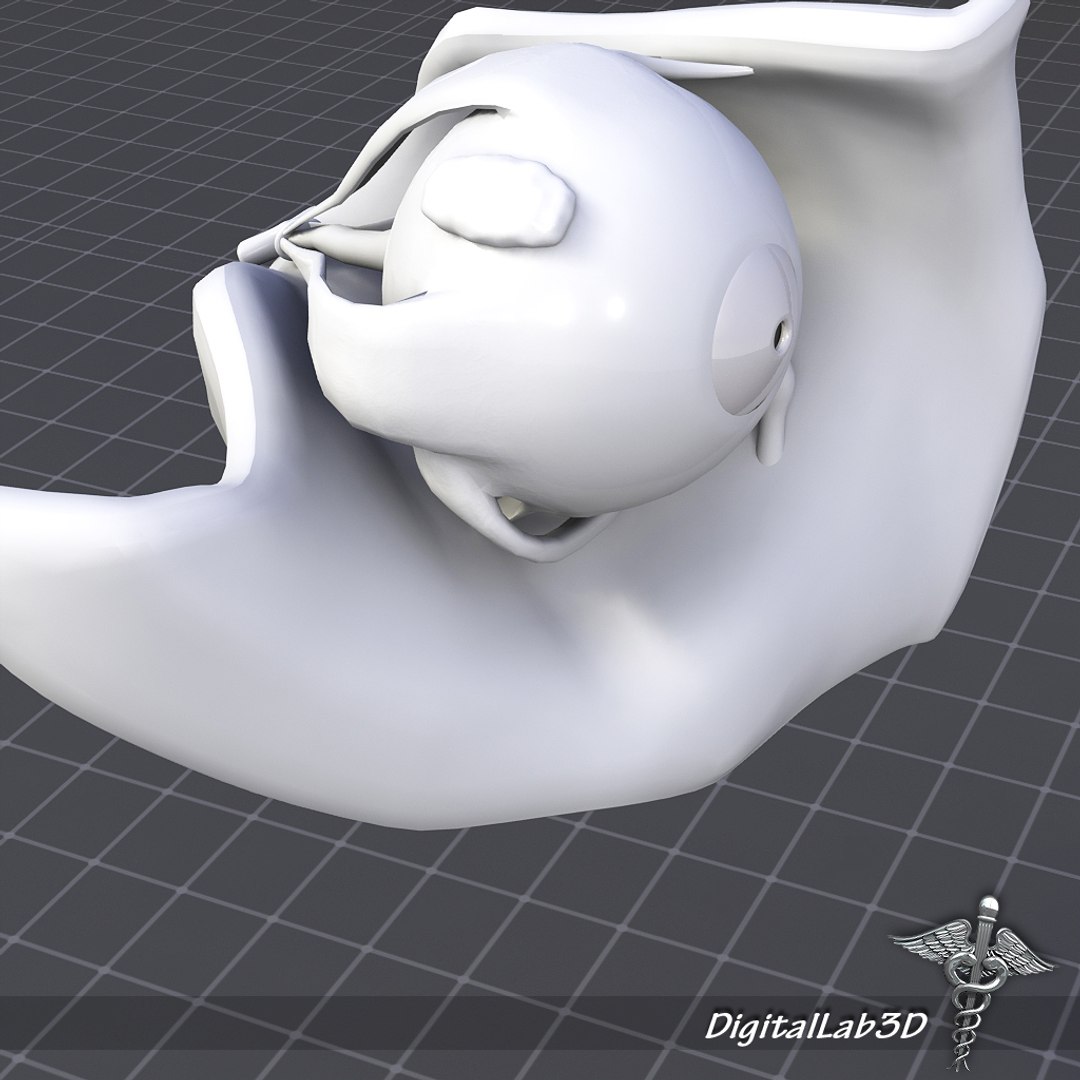 3d human head anatomy eyes