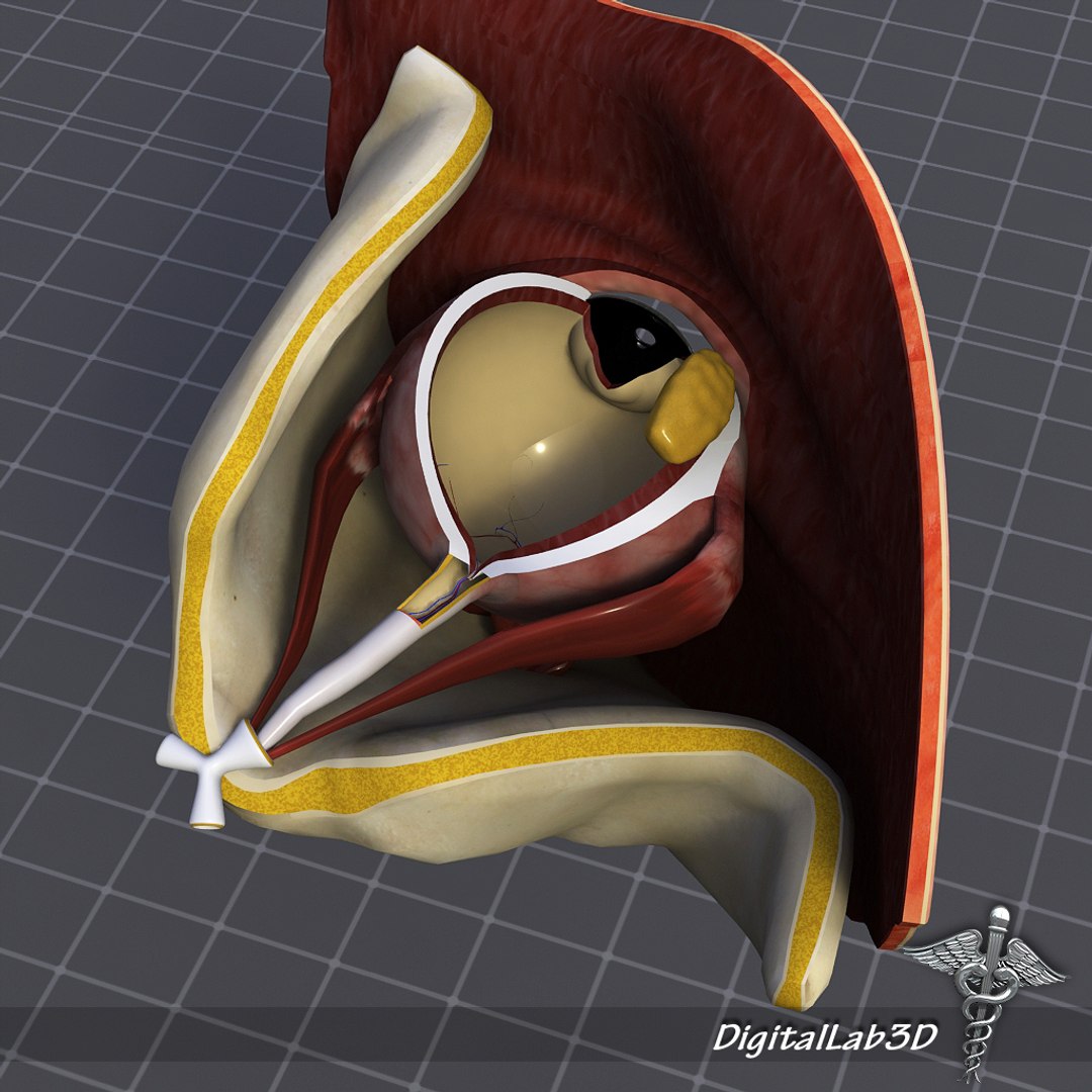 3d human head anatomy eyes
