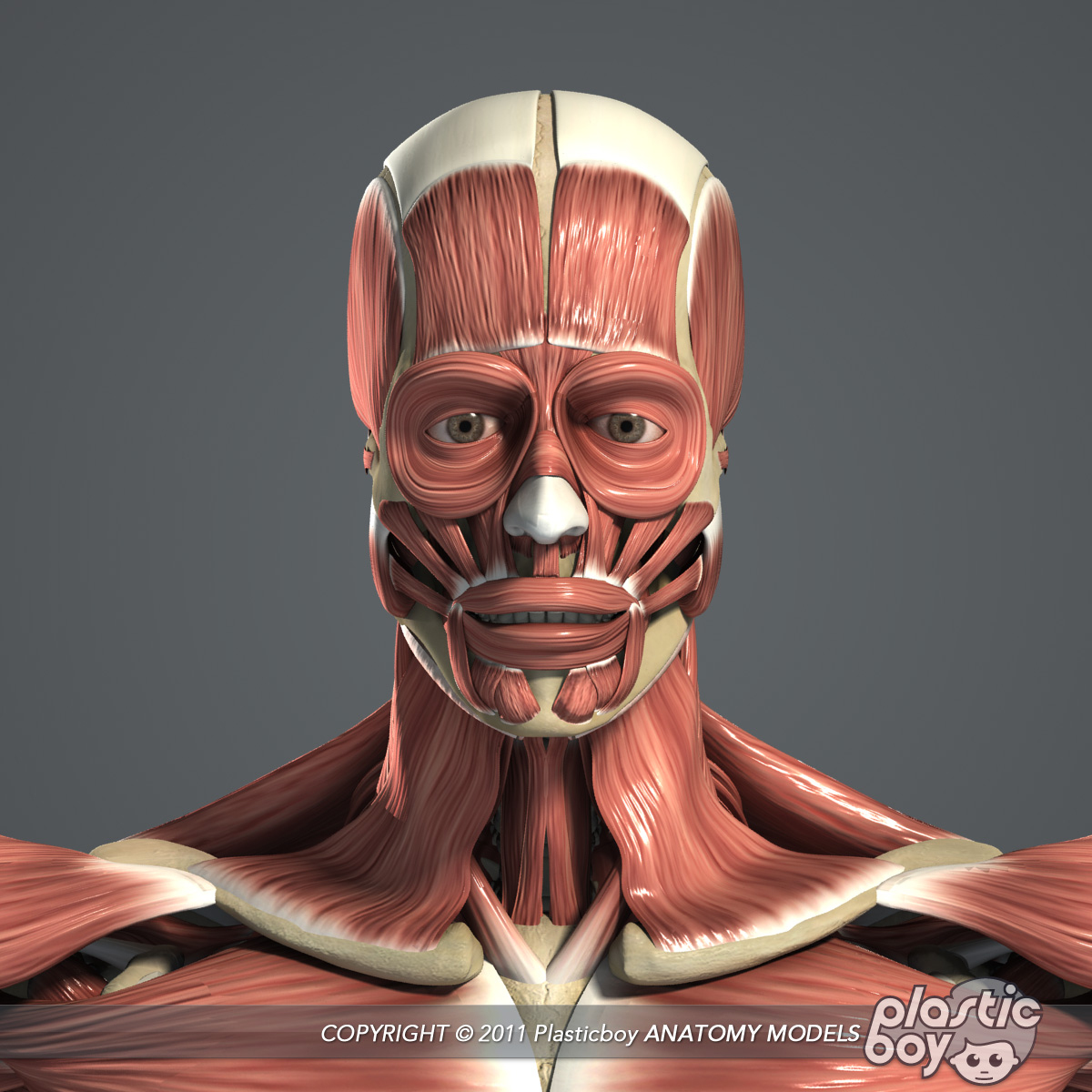 male muscular skeletal systems 3d c4d