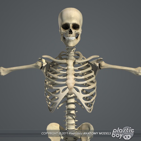 male muscular skeletal systems 3d c4d