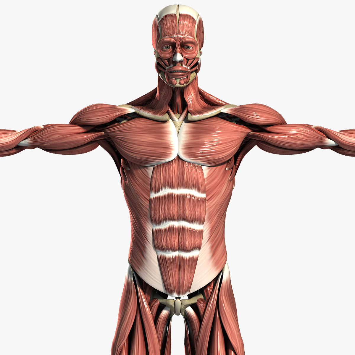 male muscular skeletal systems 3d c4d