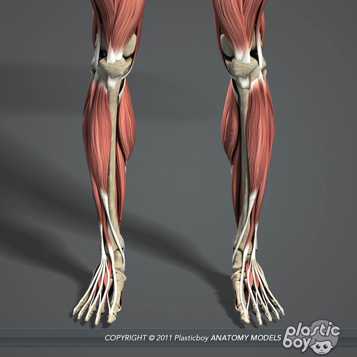 male muscular skeletal systems 3d c4d