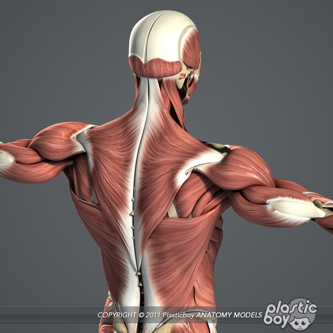 male muscular skeletal systems 3d c4d