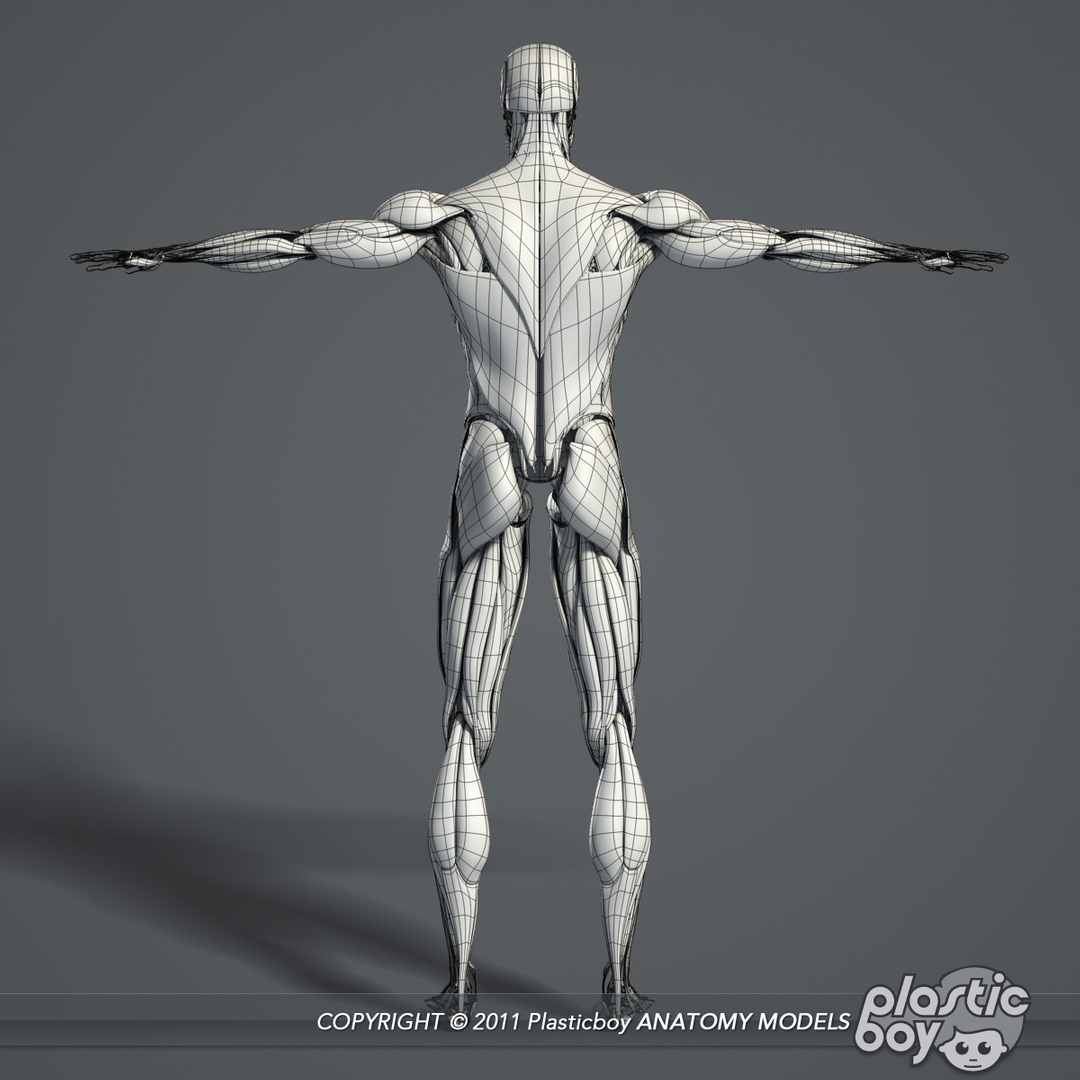 male muscular skeletal systems 3d c4d
