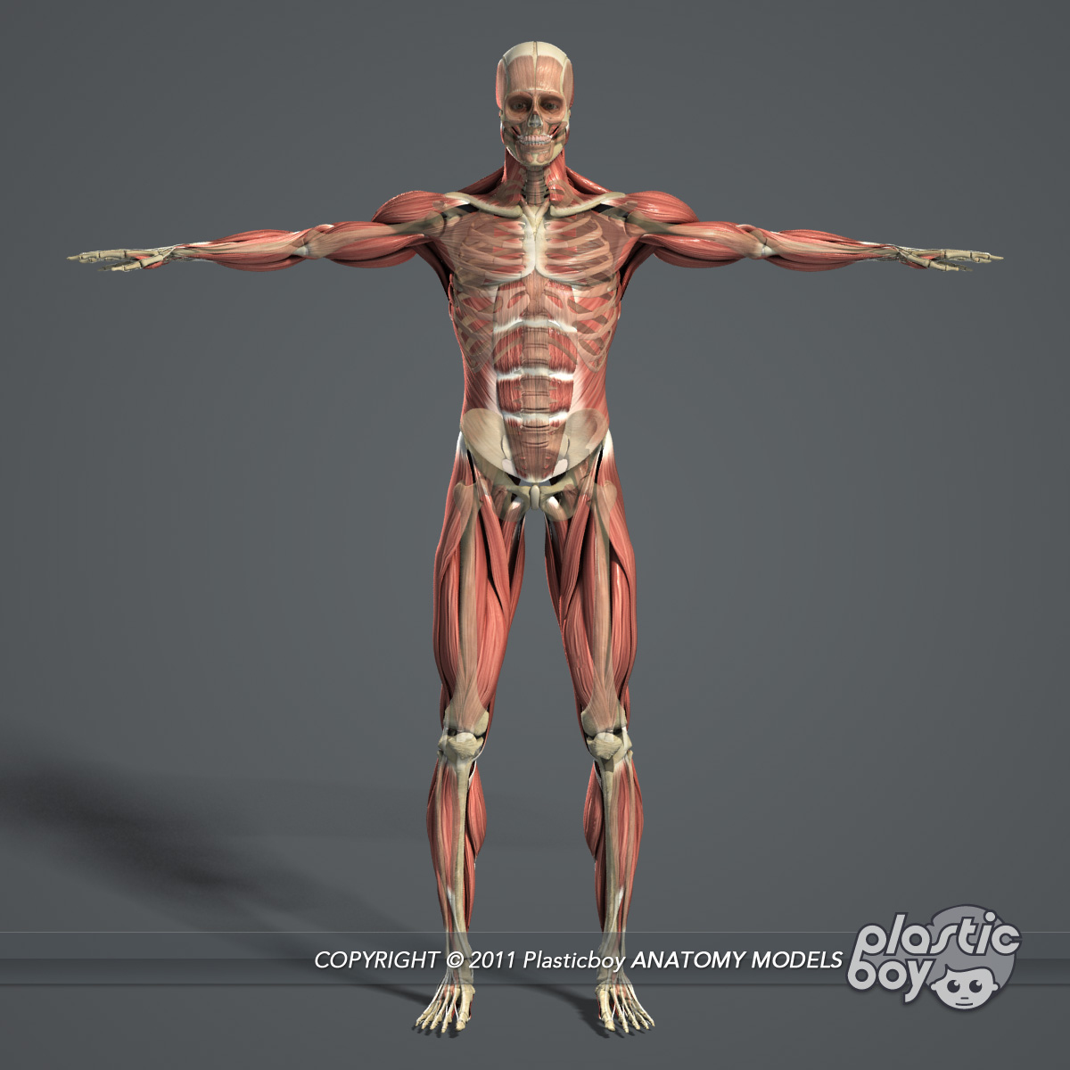 male muscular skeletal systems 3d c4d