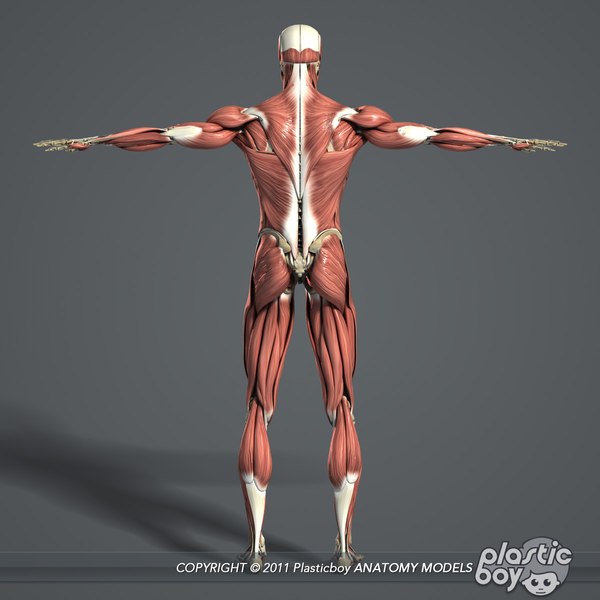 male muscular skeletal systems 3d c4d