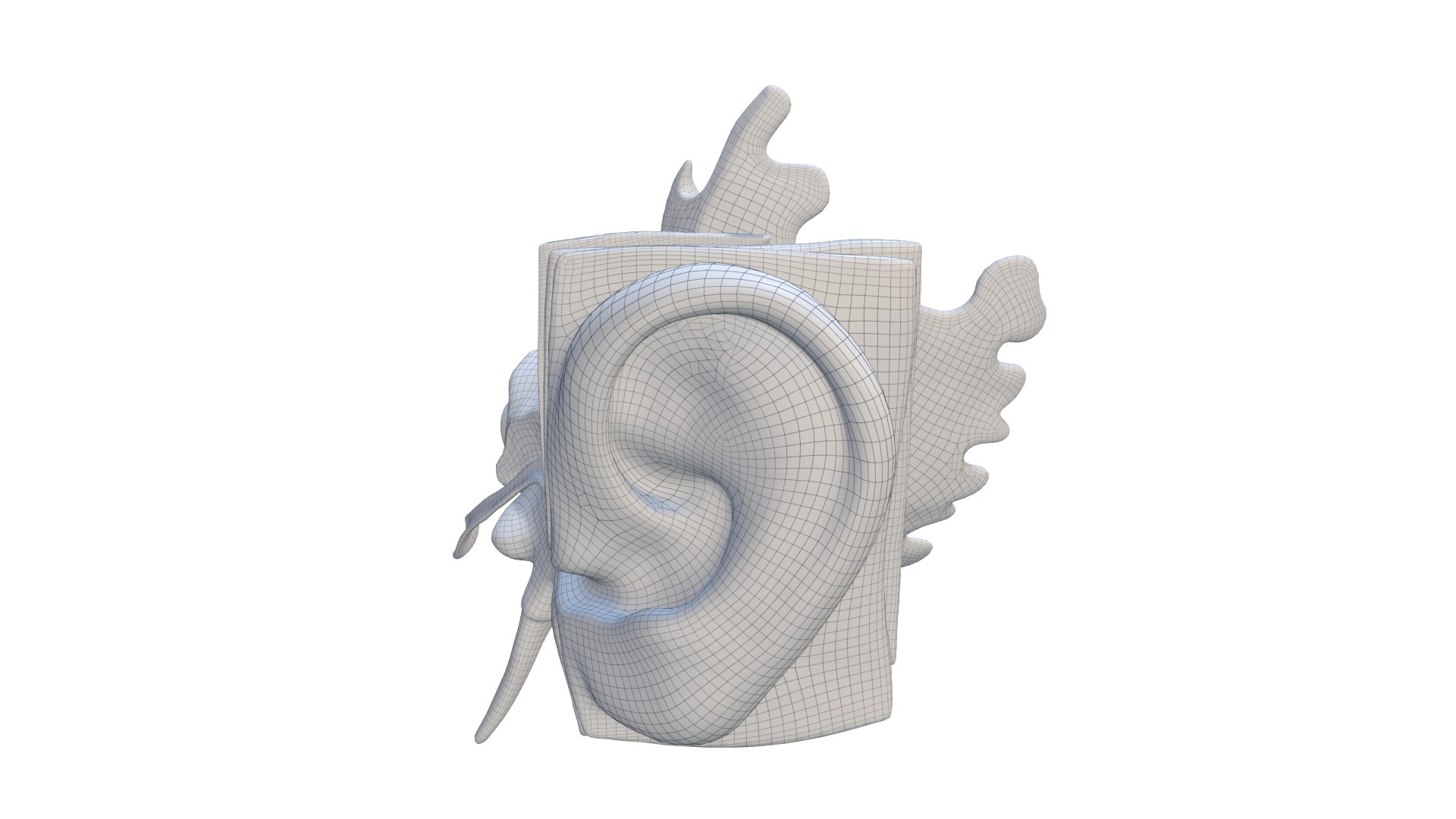 Ear Anatomy 3D Model - TurboSquid 2377455