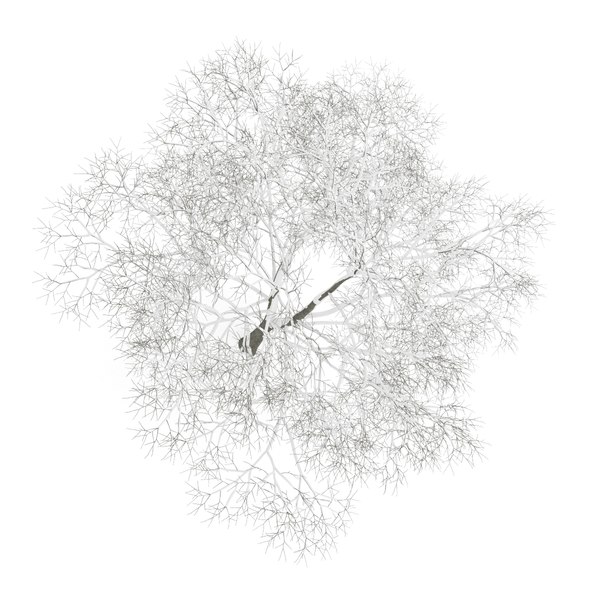 american beech winter obj