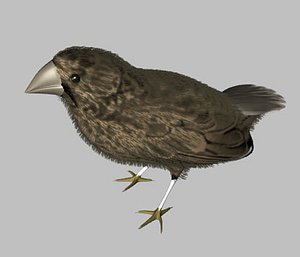 3D Finch Models - Browse & Download Formats - TurboSquid