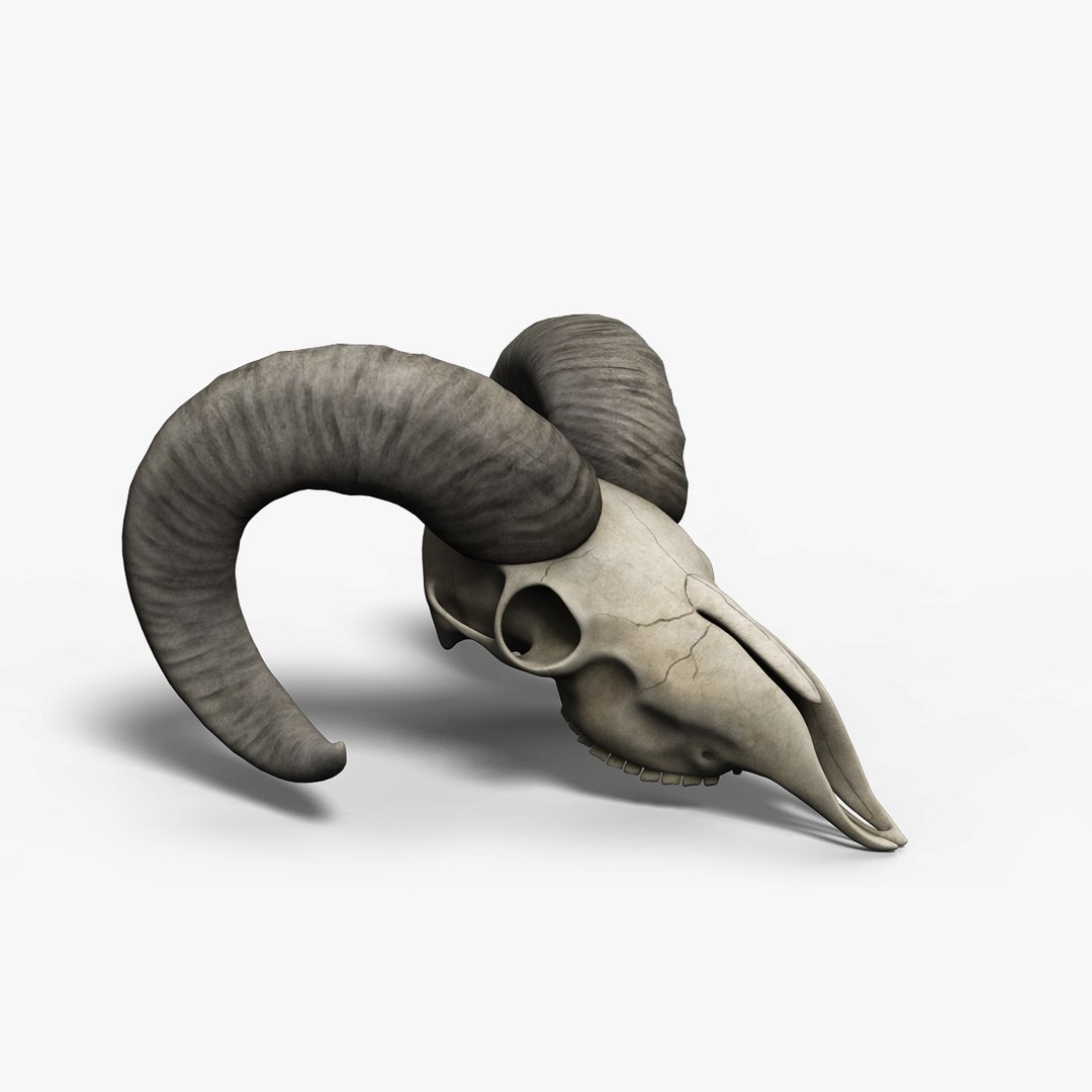 3d Goat Skull