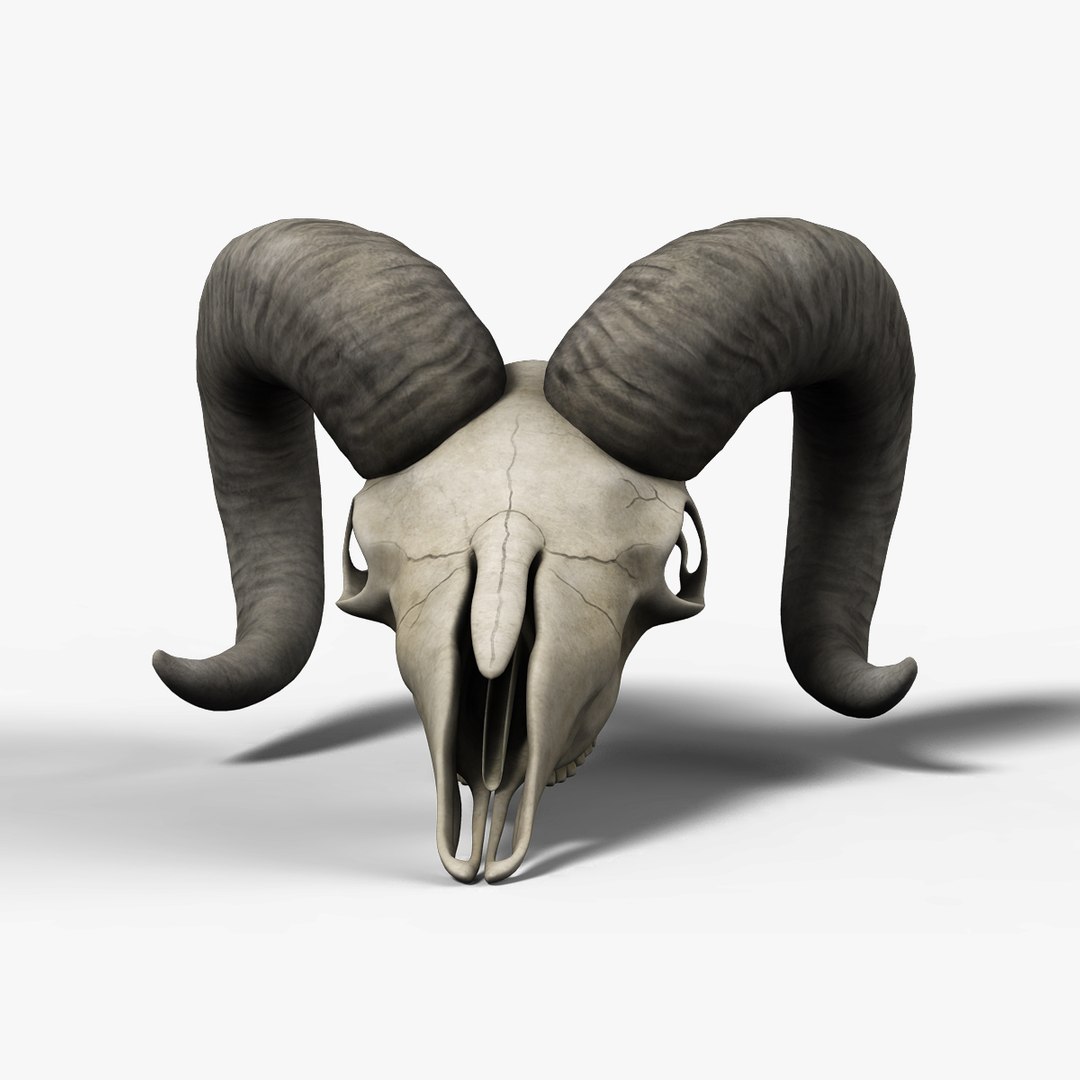 3d Goat Skull