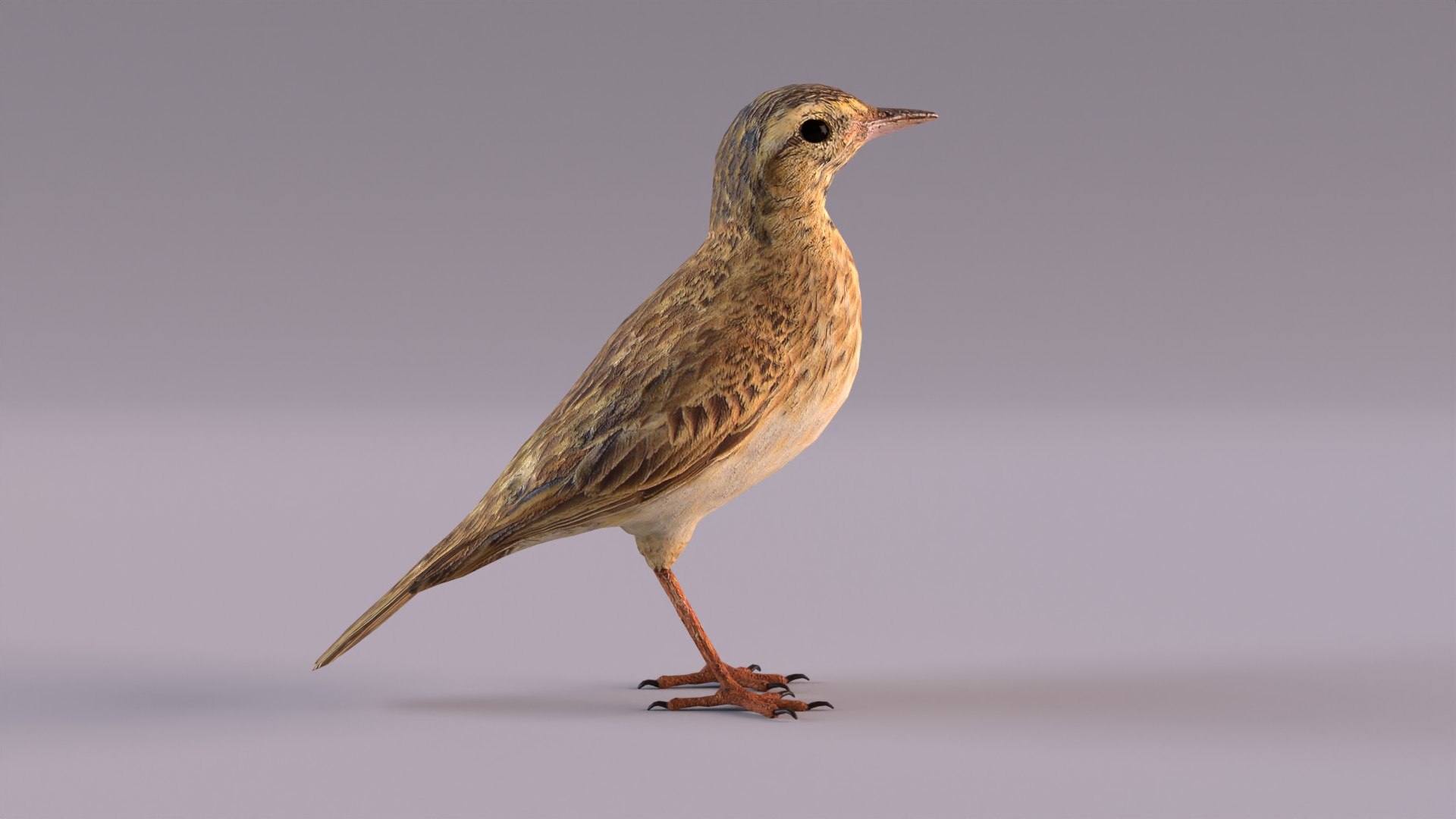 3D Pipit - TurboSquid 1906070