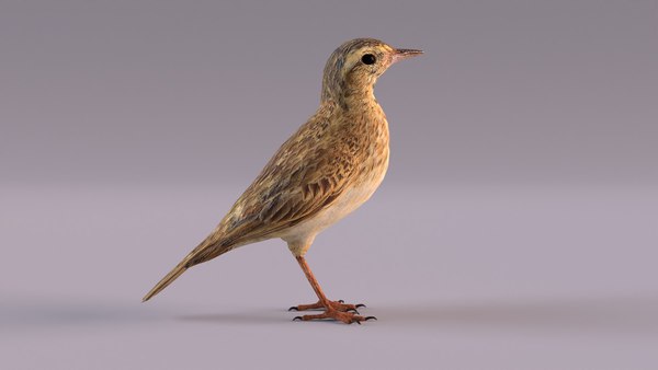 Pipit 3D 모델 - TurboSquid 1906070