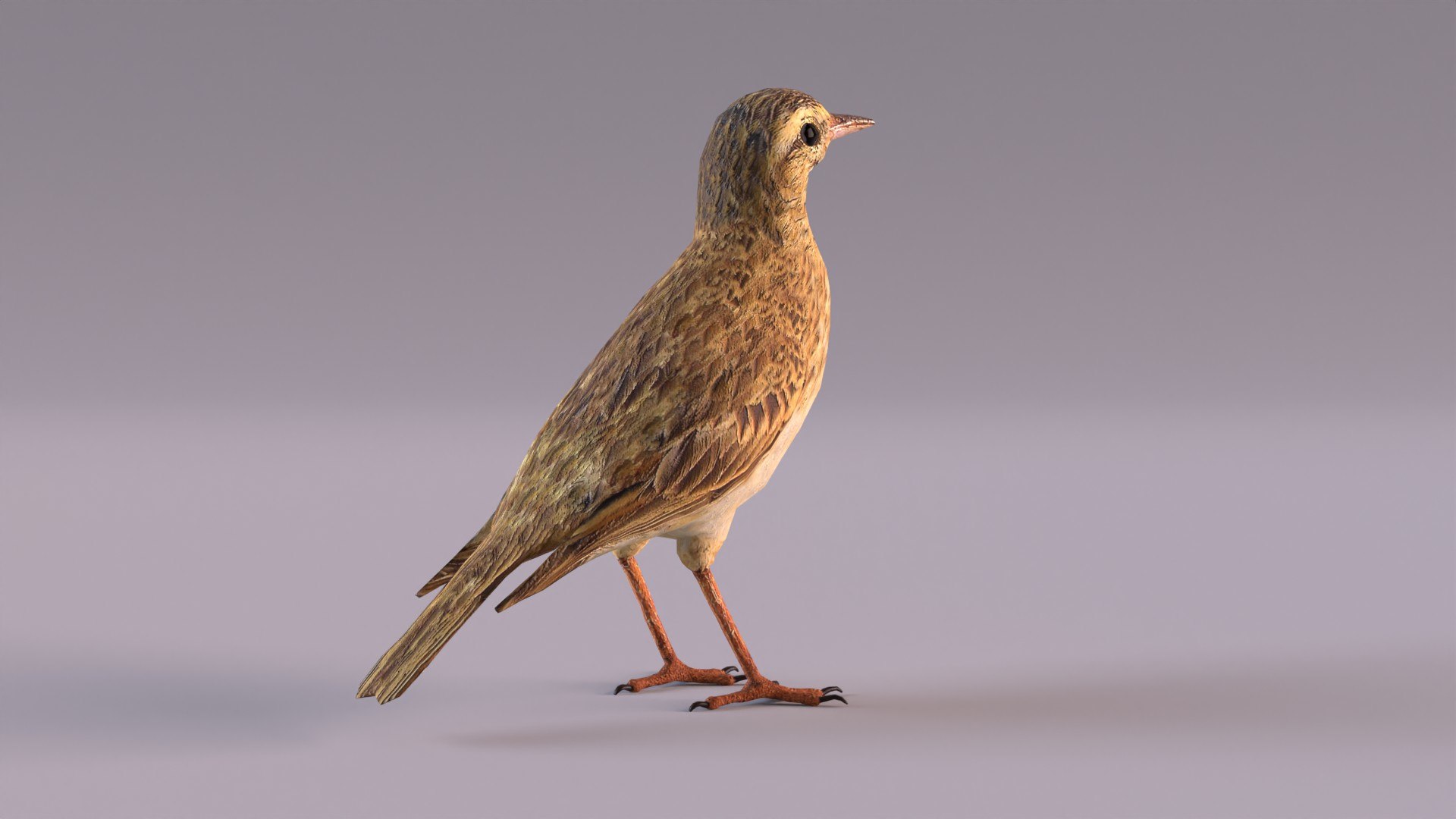 3D Pipit - TurboSquid 1906070